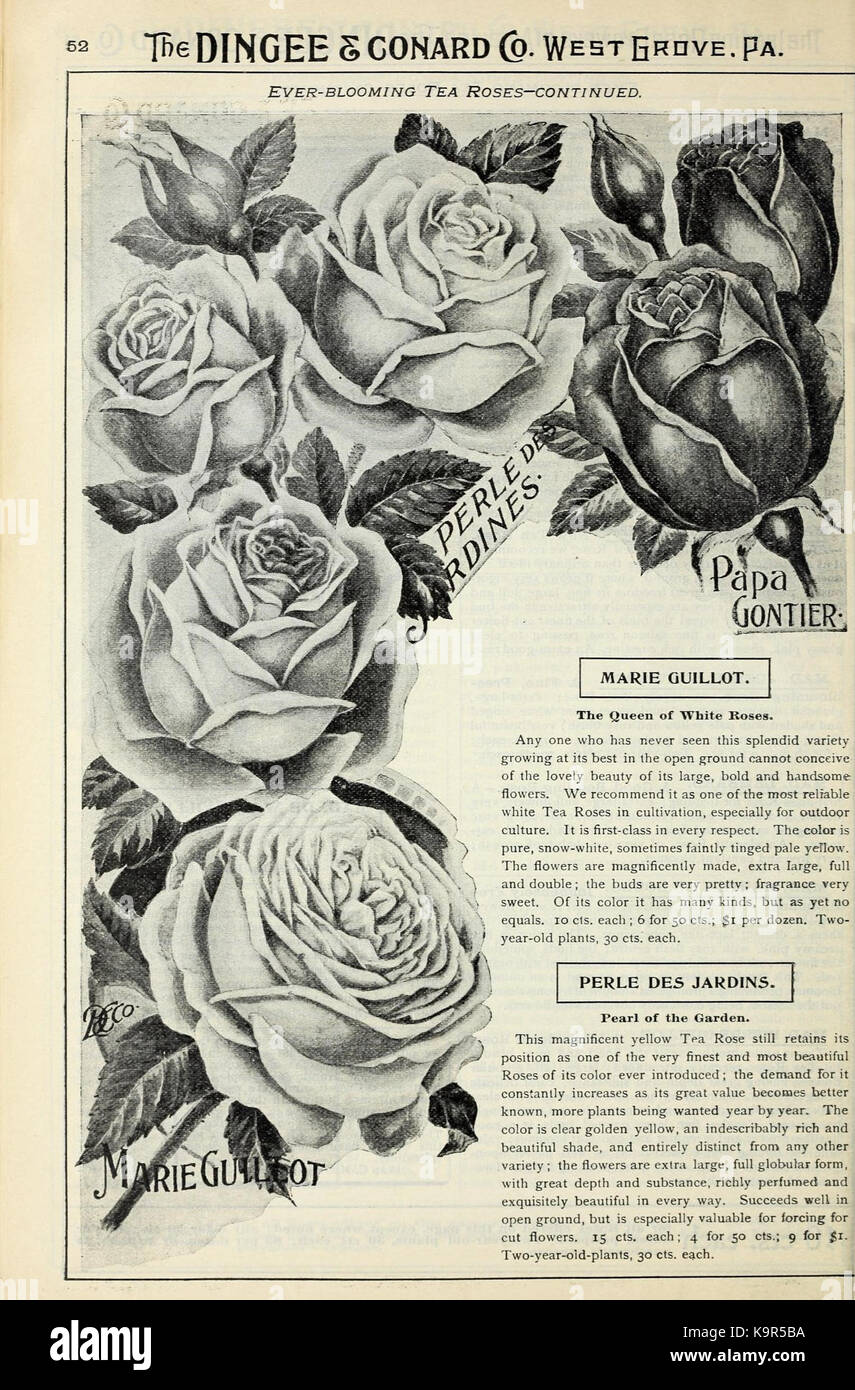This guide provides information on the cultivation and care of roses ...