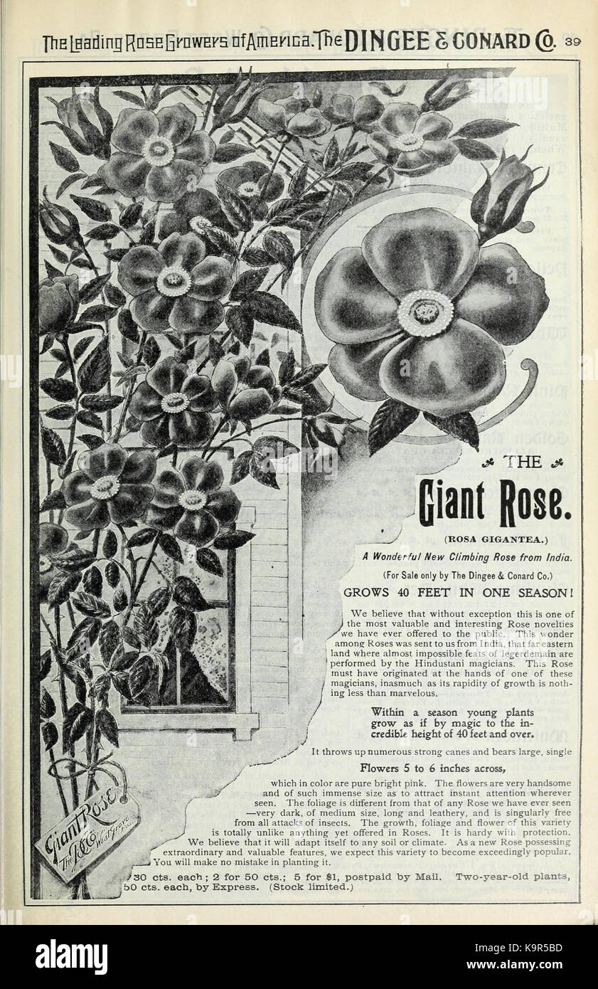 Our new guide to rose culture (16385771157 Stock Photo - Alamy