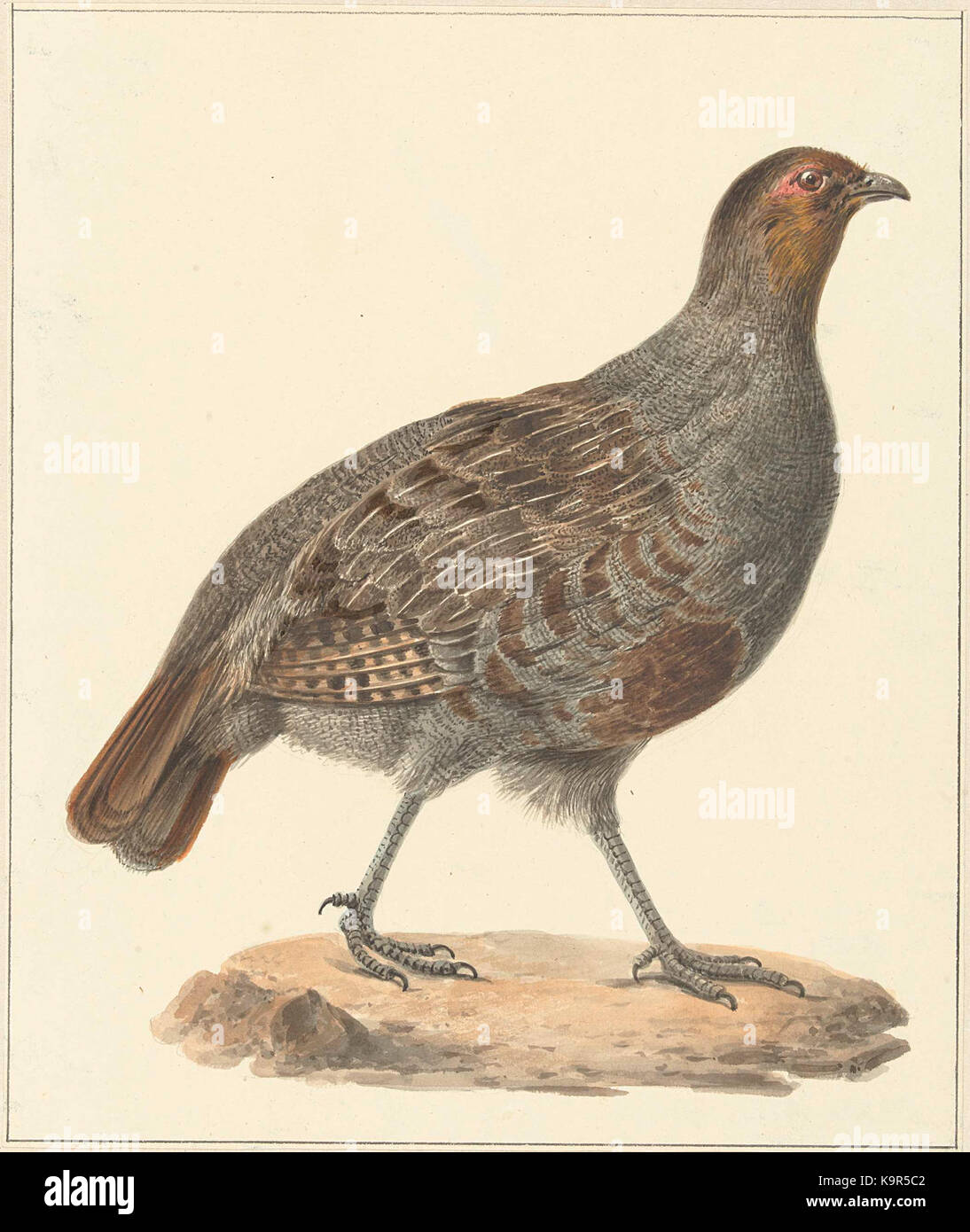 Patrijs hi-res stock photography and images - Alamy