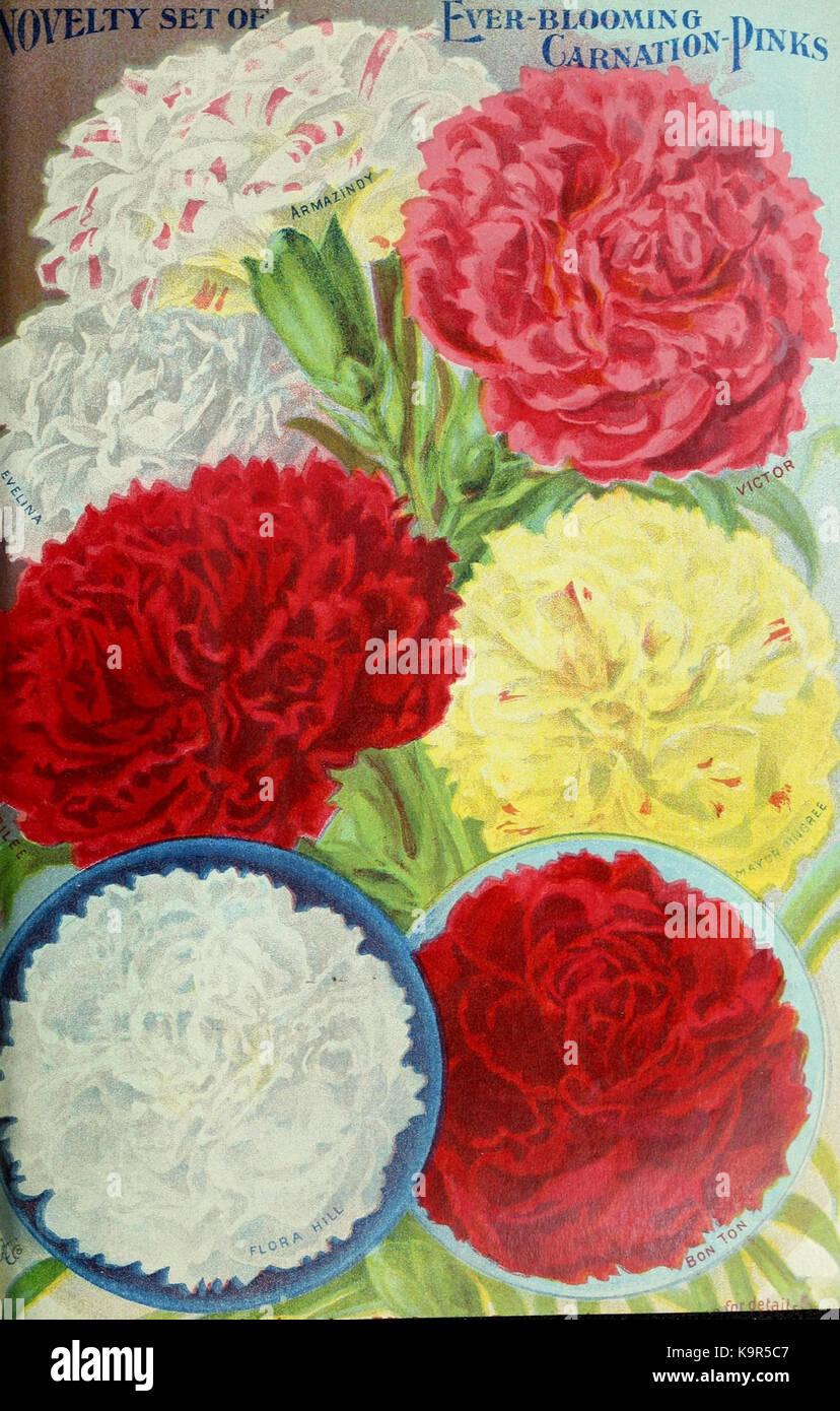 Our new guide to rose culture (15824670773 Stock Photo - Alamy