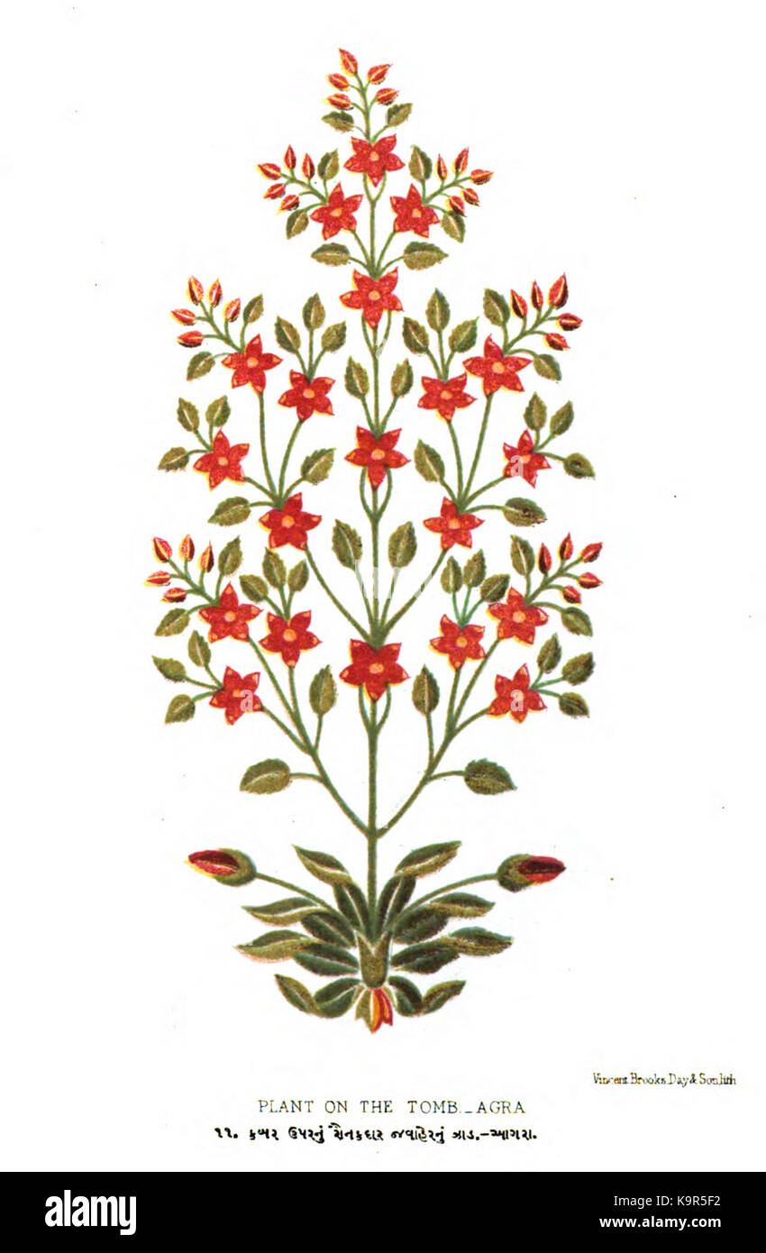 This image showcases an ornate plant with intricate, decorative ...