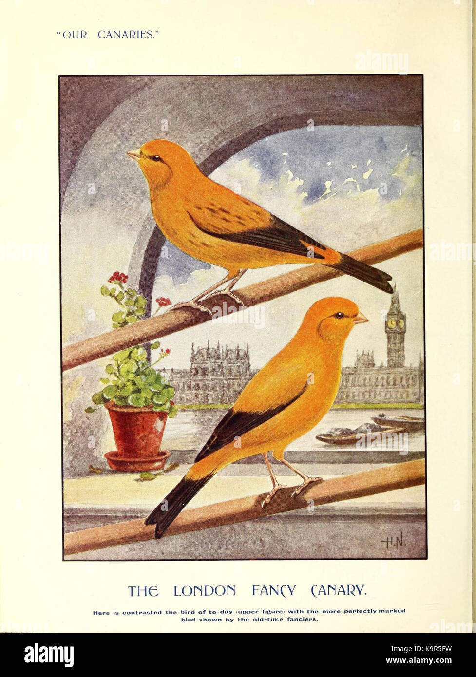 Our canaries (18337446434 Stock Photo - Alamy