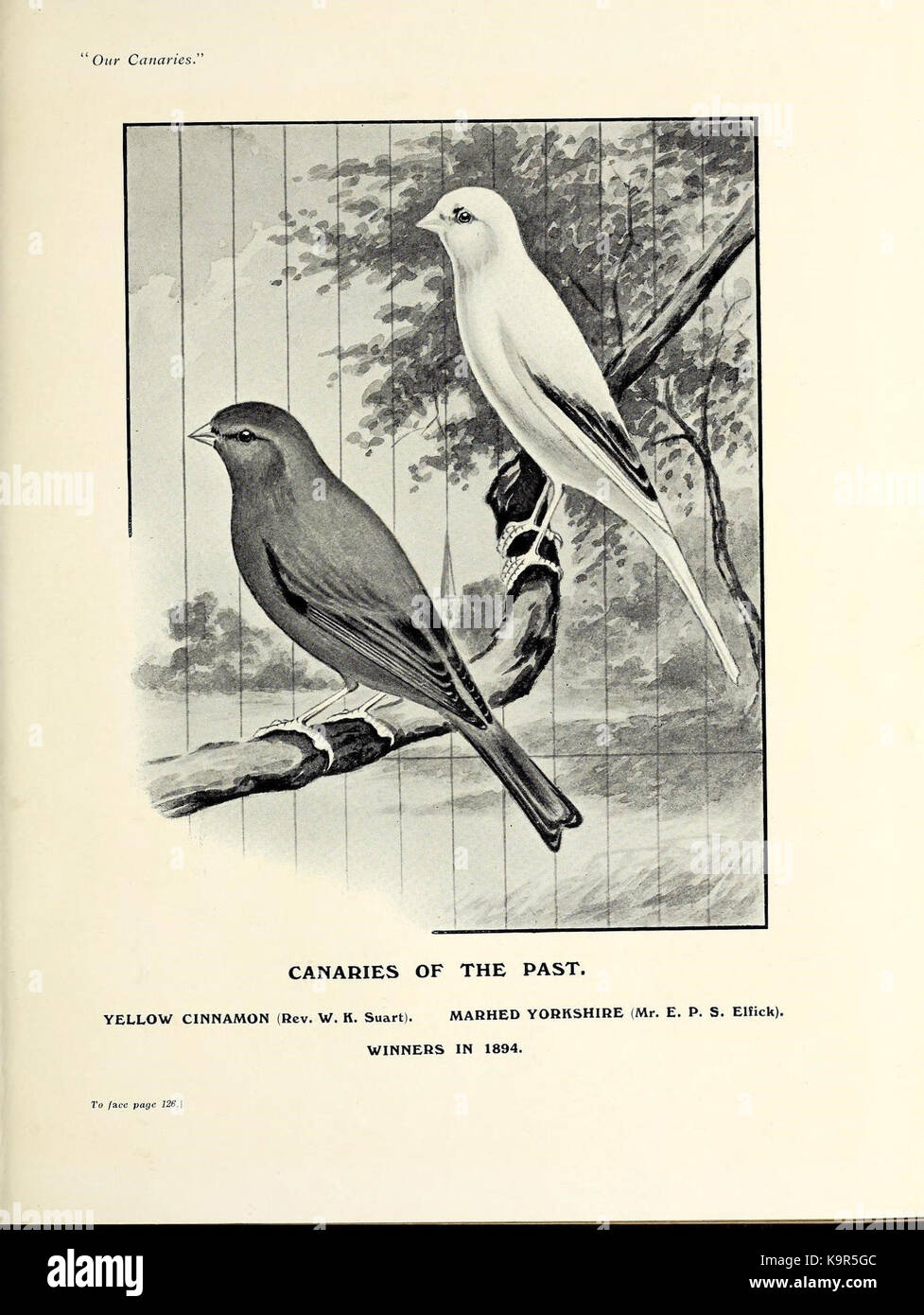 Our canaries (18954535982 Stock Photo - Alamy