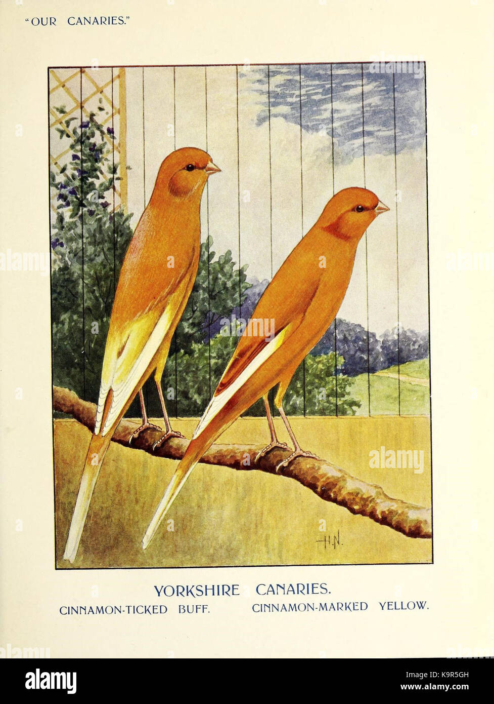 Our canaries (18337305524 Stock Photo - Alamy