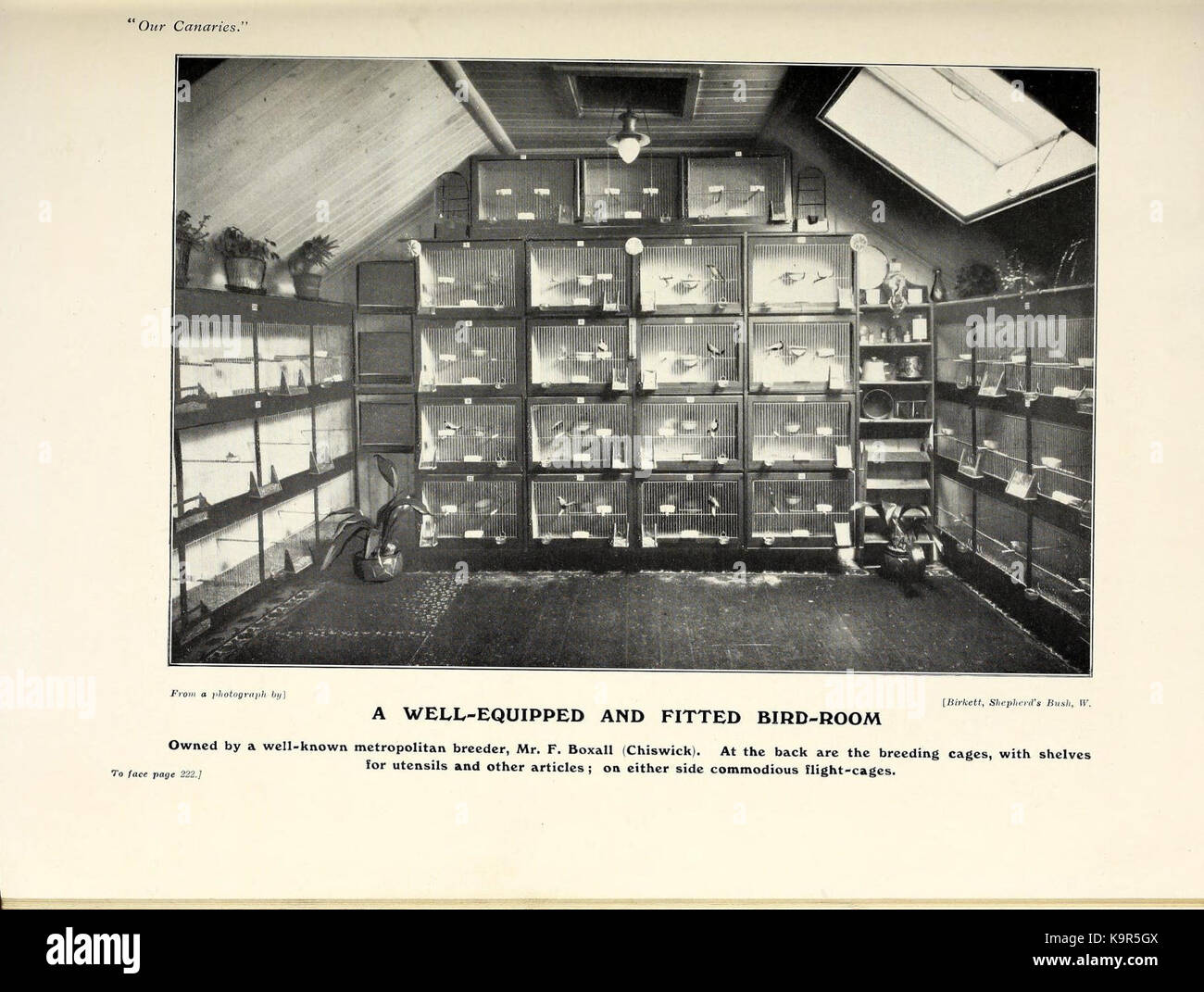 This photograph shows a group of canaries, small songbirds known for ...