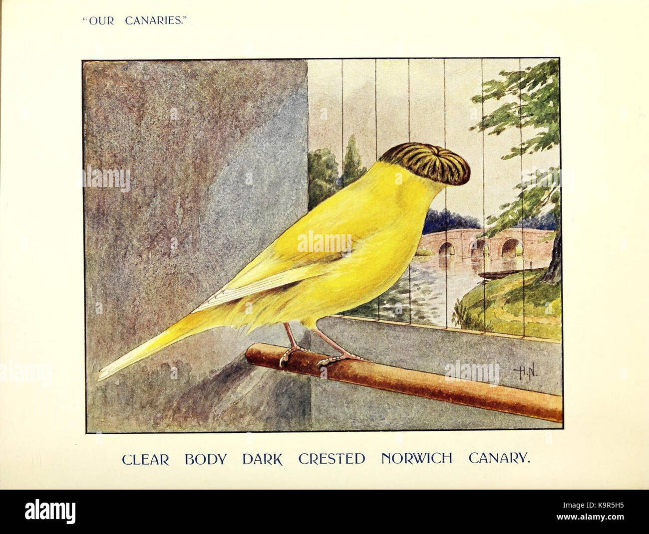 'Our Canaries' is a photograph capturing a group of canaries ...