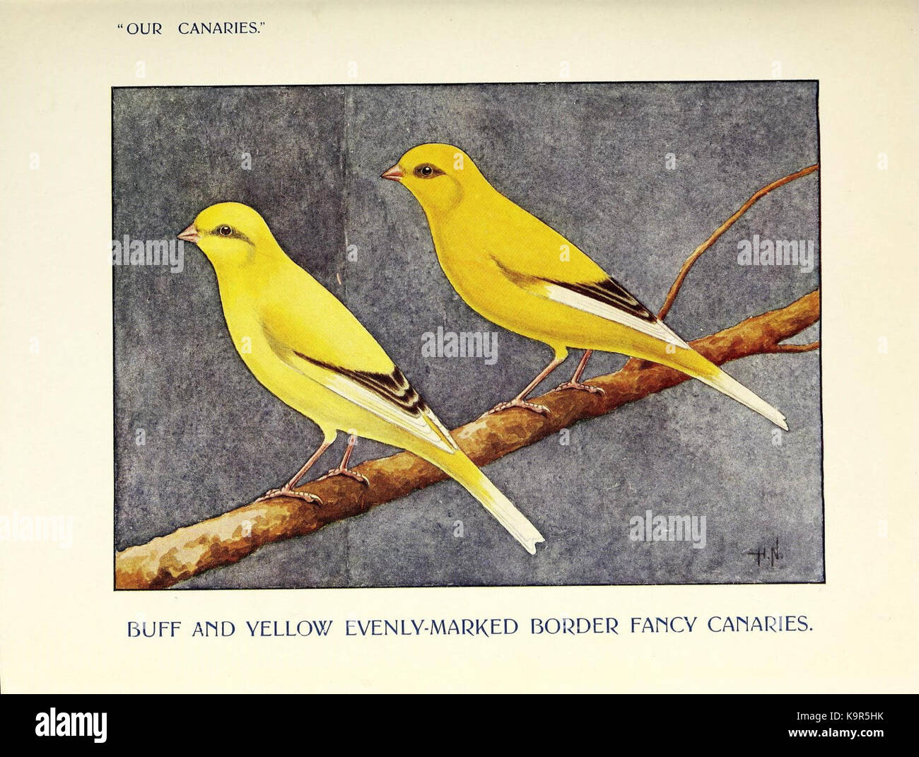 Our canaries (18954520402 Stock Photo - Alamy