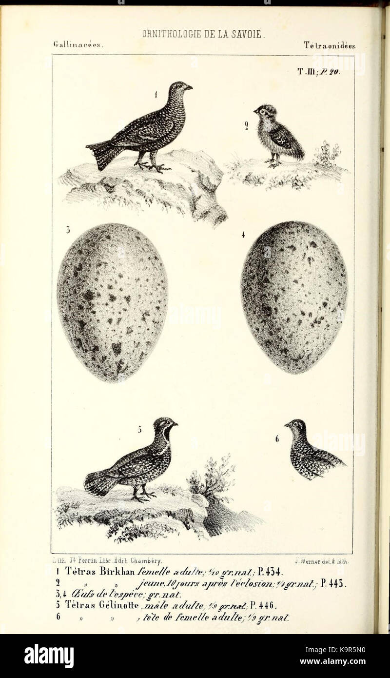 A detailed work on the ornithology of Savoie, France, documenting local ...