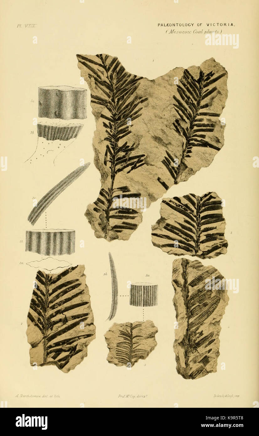 Prodromus of the paleontology of Victoria (8361519112 Stock Photo - Alamy