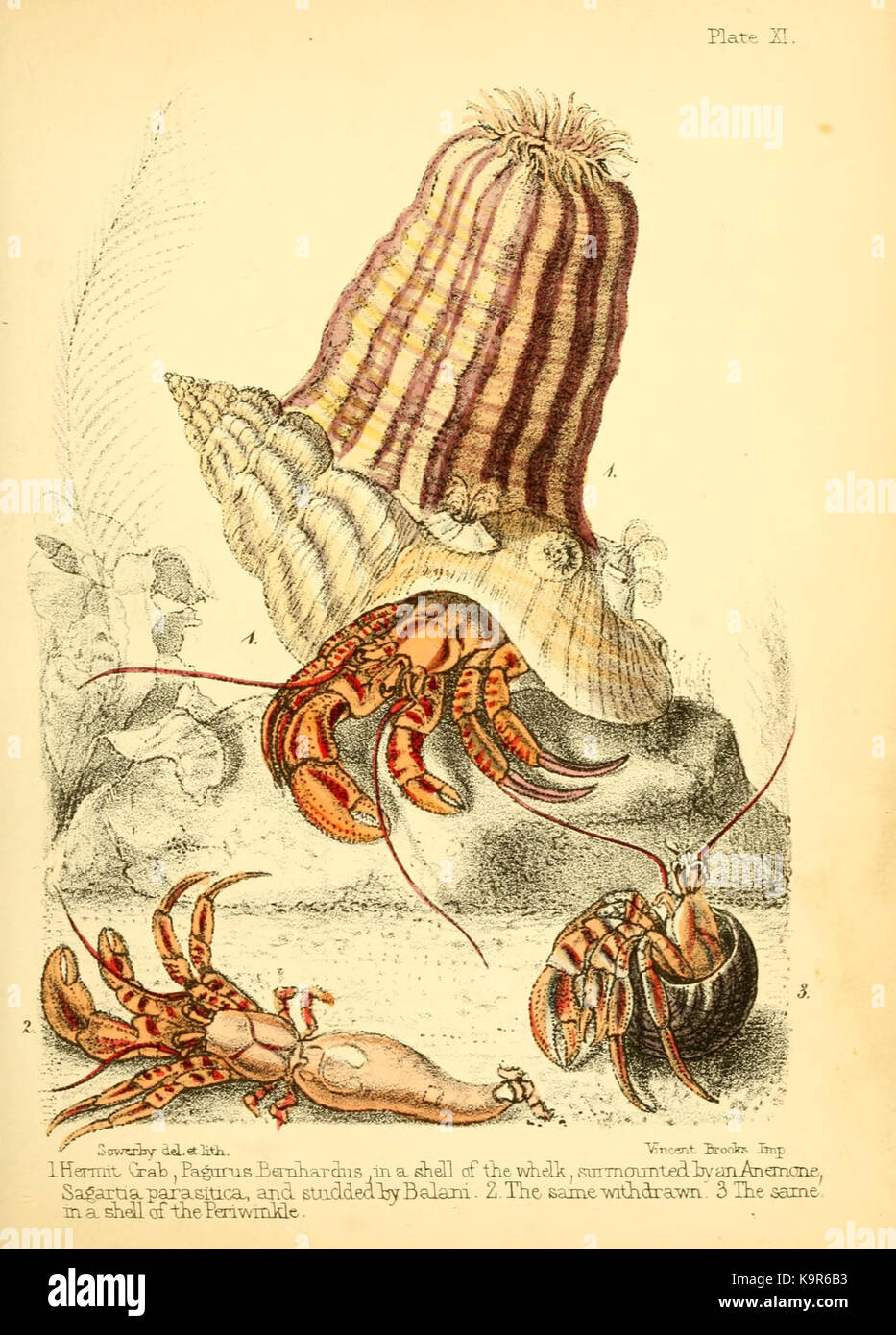 Popular history of the aquarium of marine and fresh water animals and ...