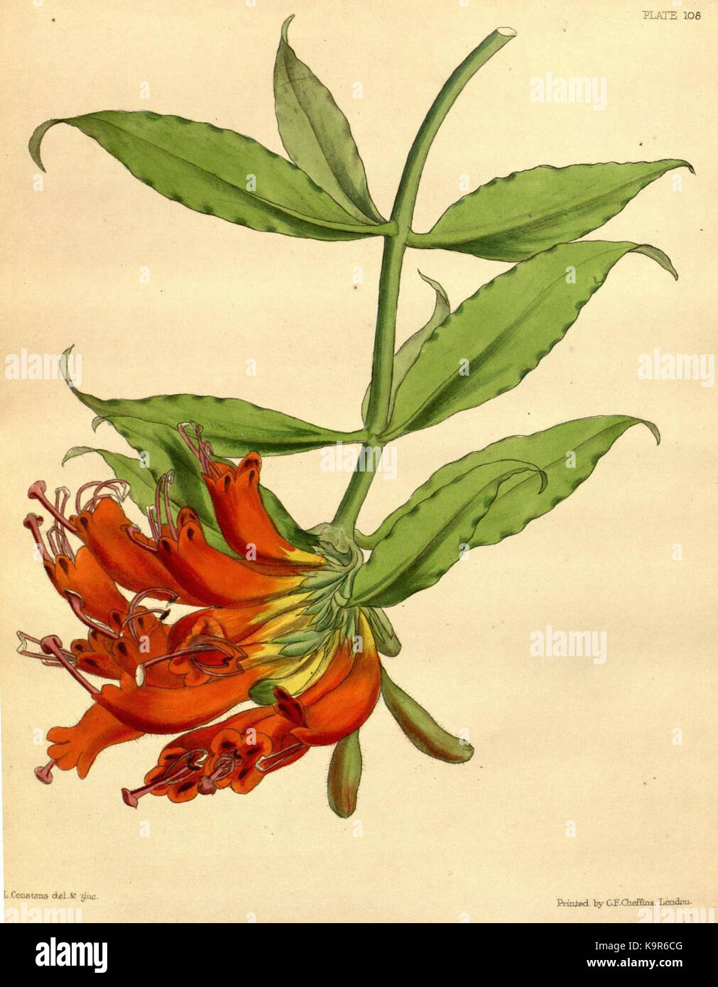 Showcasing various plant species hi-res stock photography and images ...