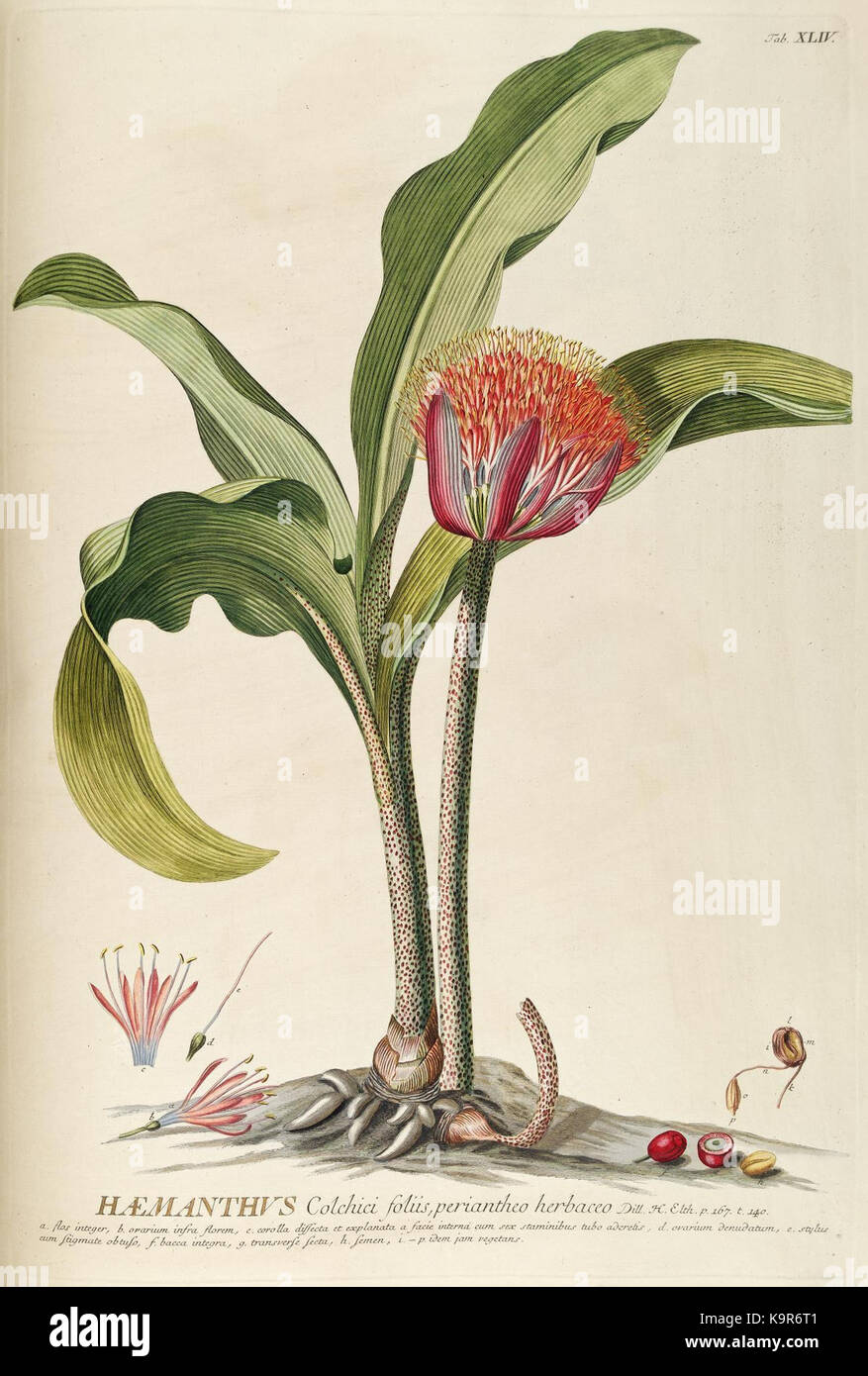 Plantae selectae quarum imagines ad exemplaria naturalia Londini, in ...