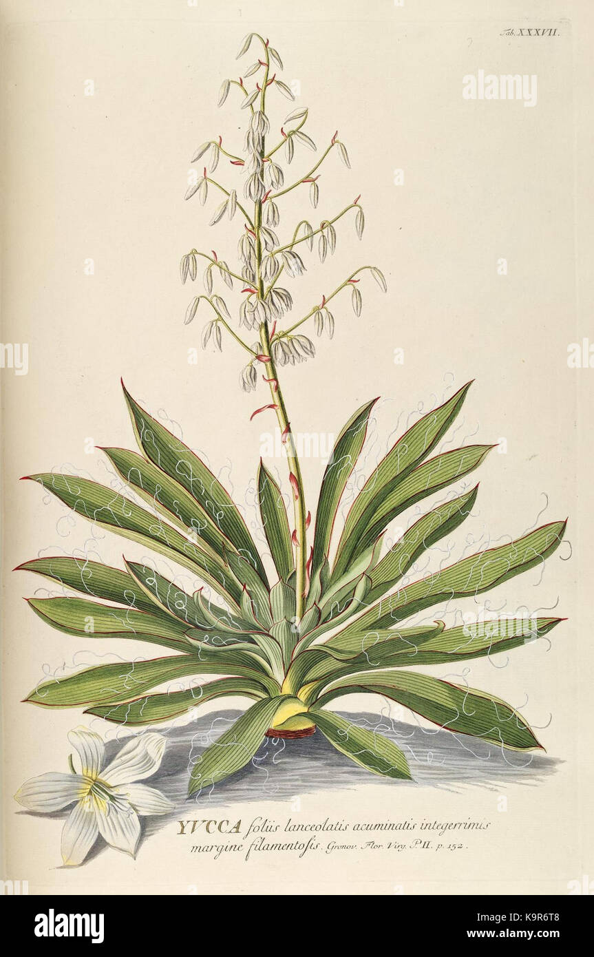 This botanical work titled 'Plantae Selectae' presents detailed ...