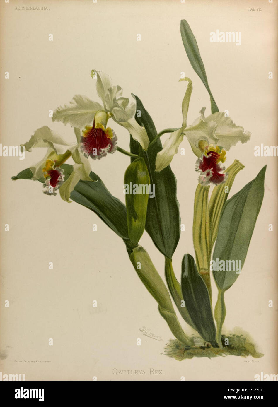 Reichenbachia Second Series vol. 2 (TAB. 72 Stock Photo - Alamy