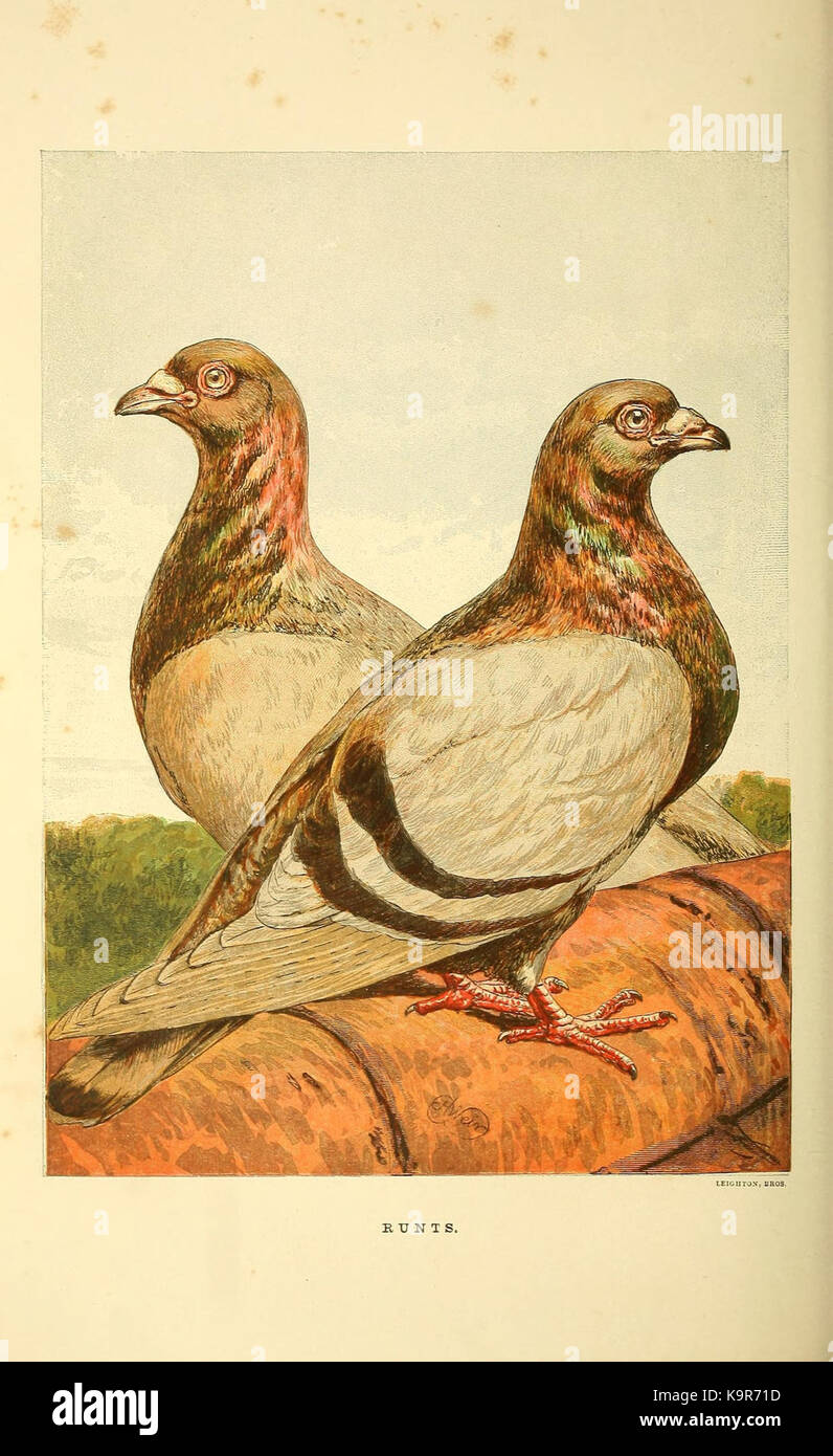 Pigeons (Plate XVI) (7949258910 Stock Photo - Alamy