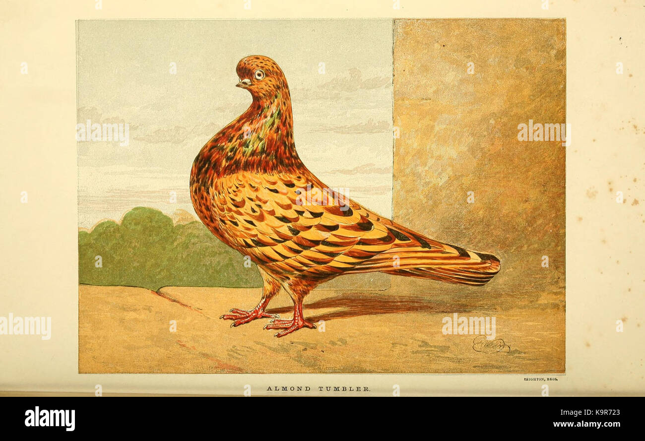 A detailed illustration of pigeons from Plate VIII, likely part of a ...