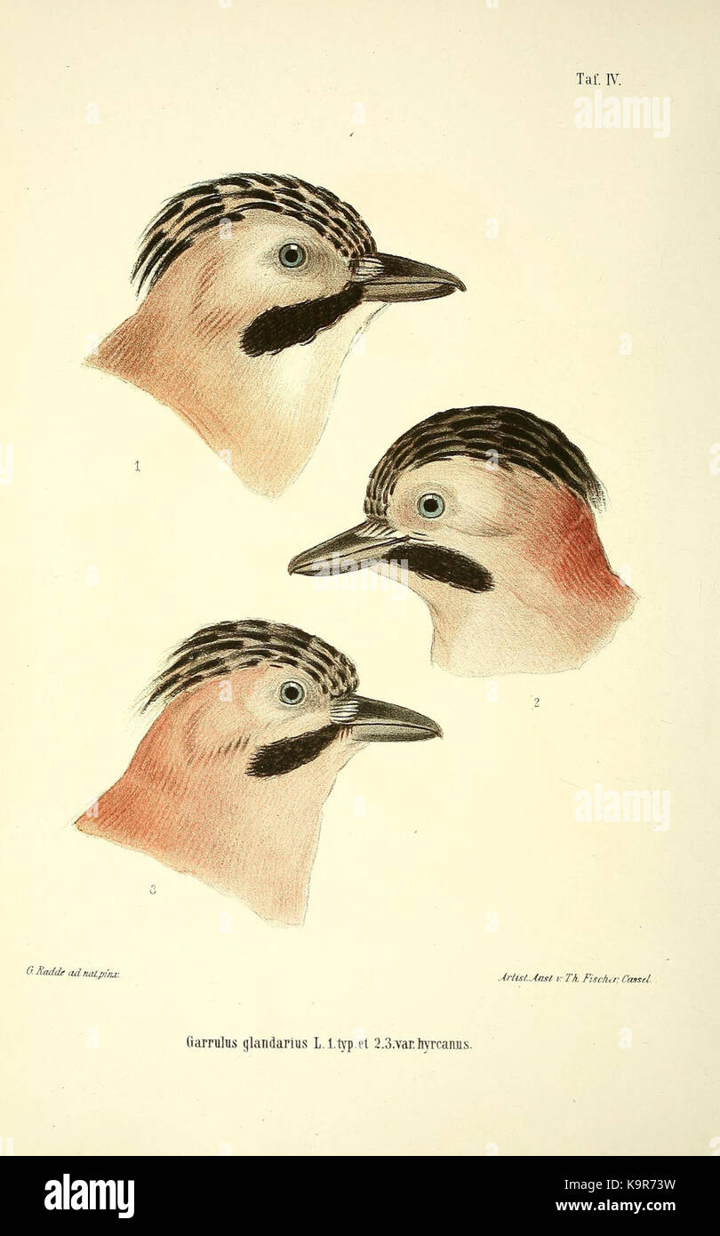 'Ornis Caucasica' is a book detailing the bird species of the Caucasus ...