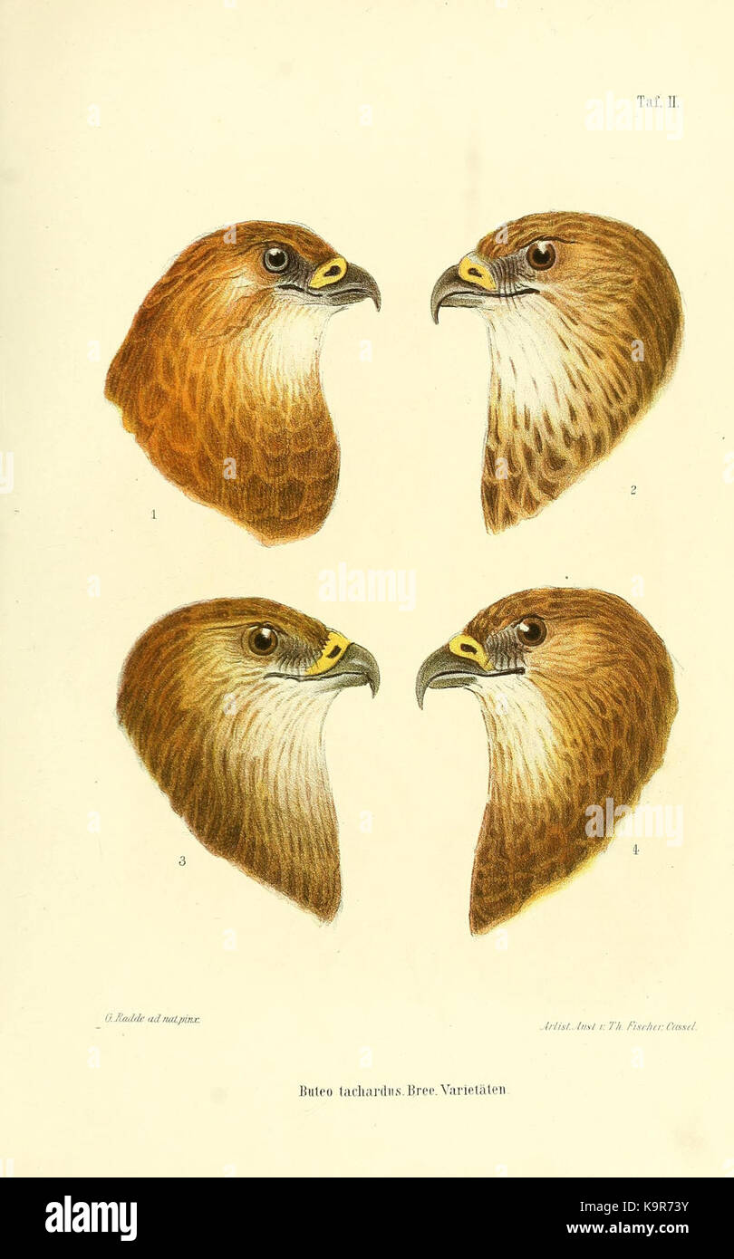 Ornis caucasica hi-res stock photography and images - Alamy