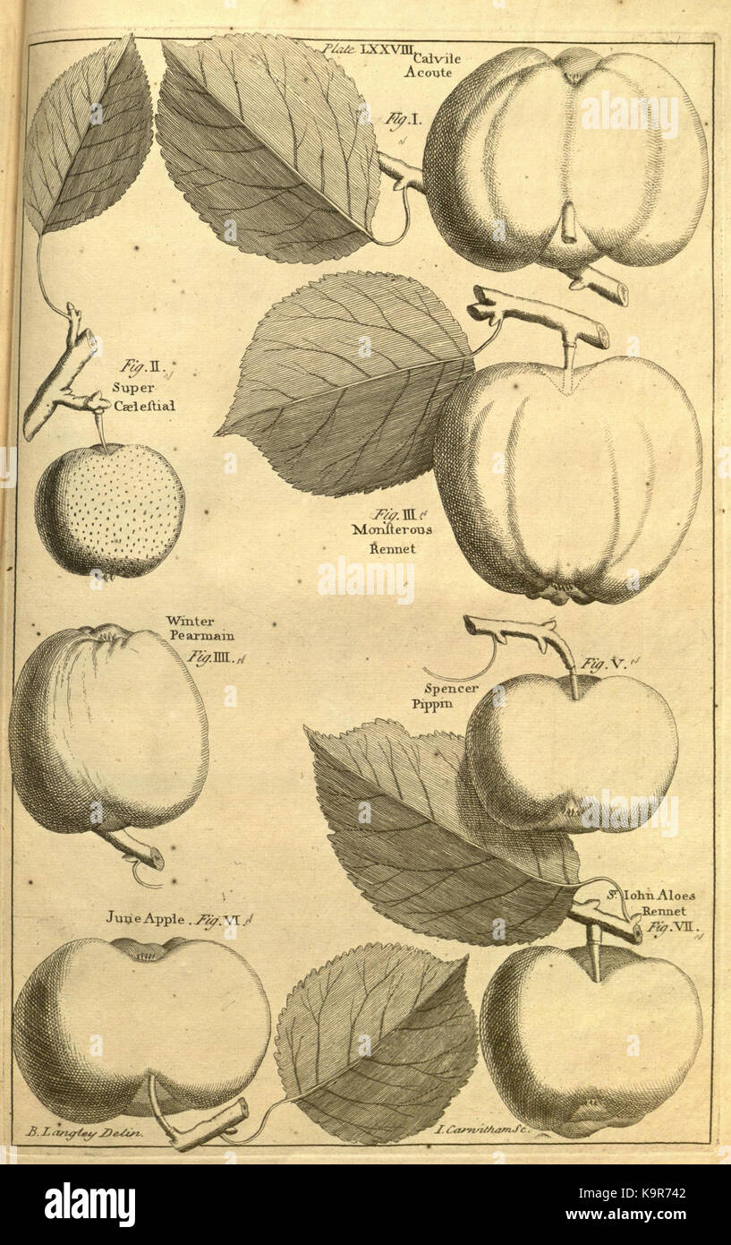 Pomona, or, The fruit garden illustrated (Plate LXXVIII) (7930122438 ...