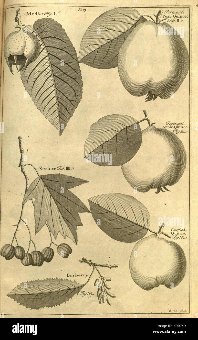 Pomona, or, The fruit garden illustrated (Pl 73) (7930114198 Stock ...