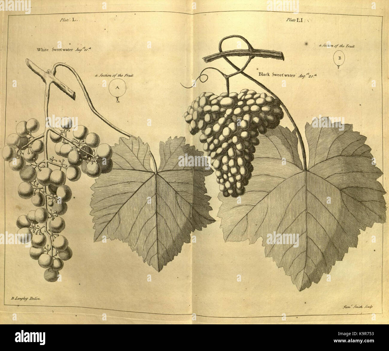 Pomona, or, The fruit garden illustrated (Plate L) (7930081832 Stock ...
