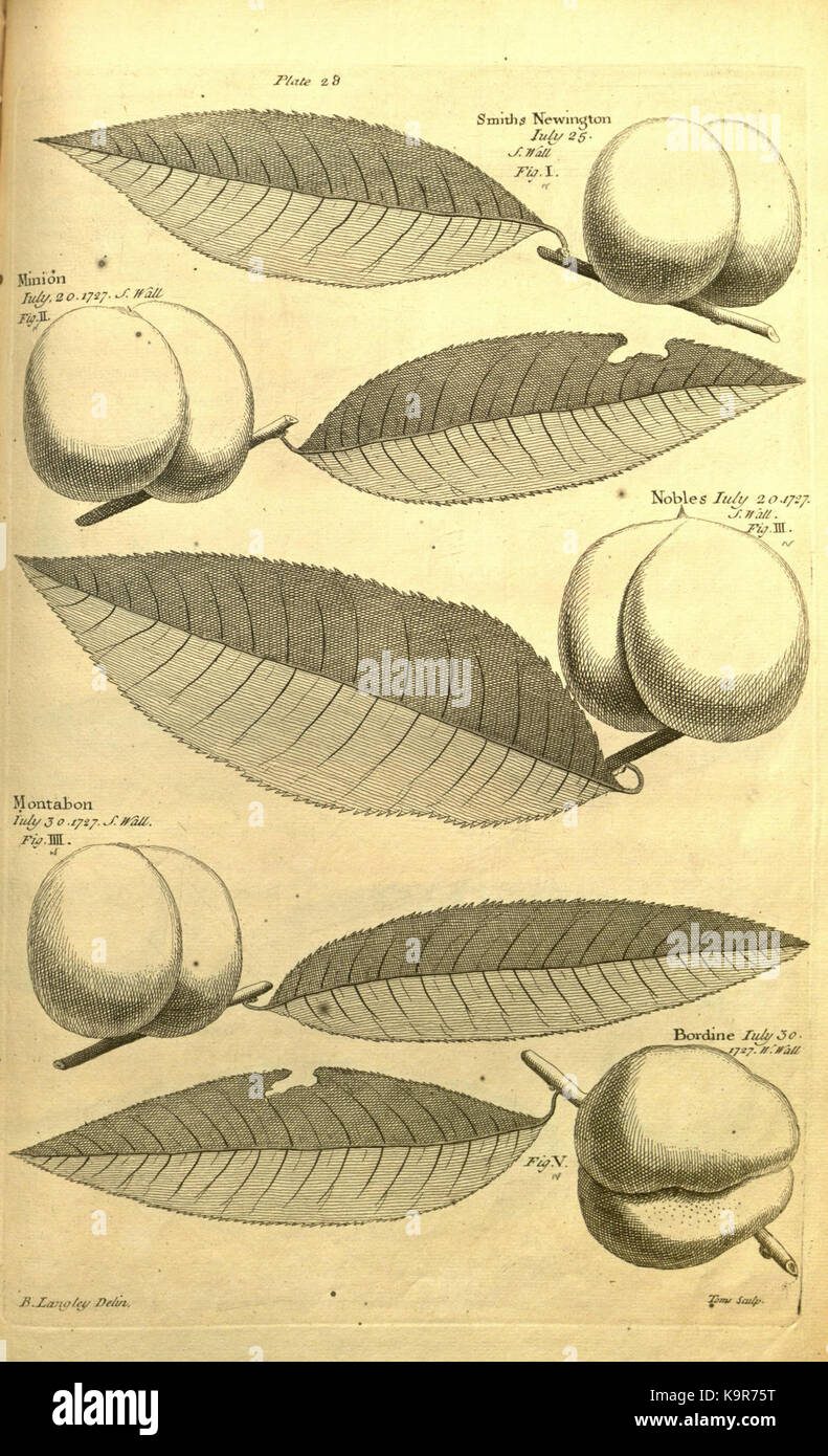 Pomona, or, The fruit garden illustrated (Plate XXVIII) (7930056710 ...