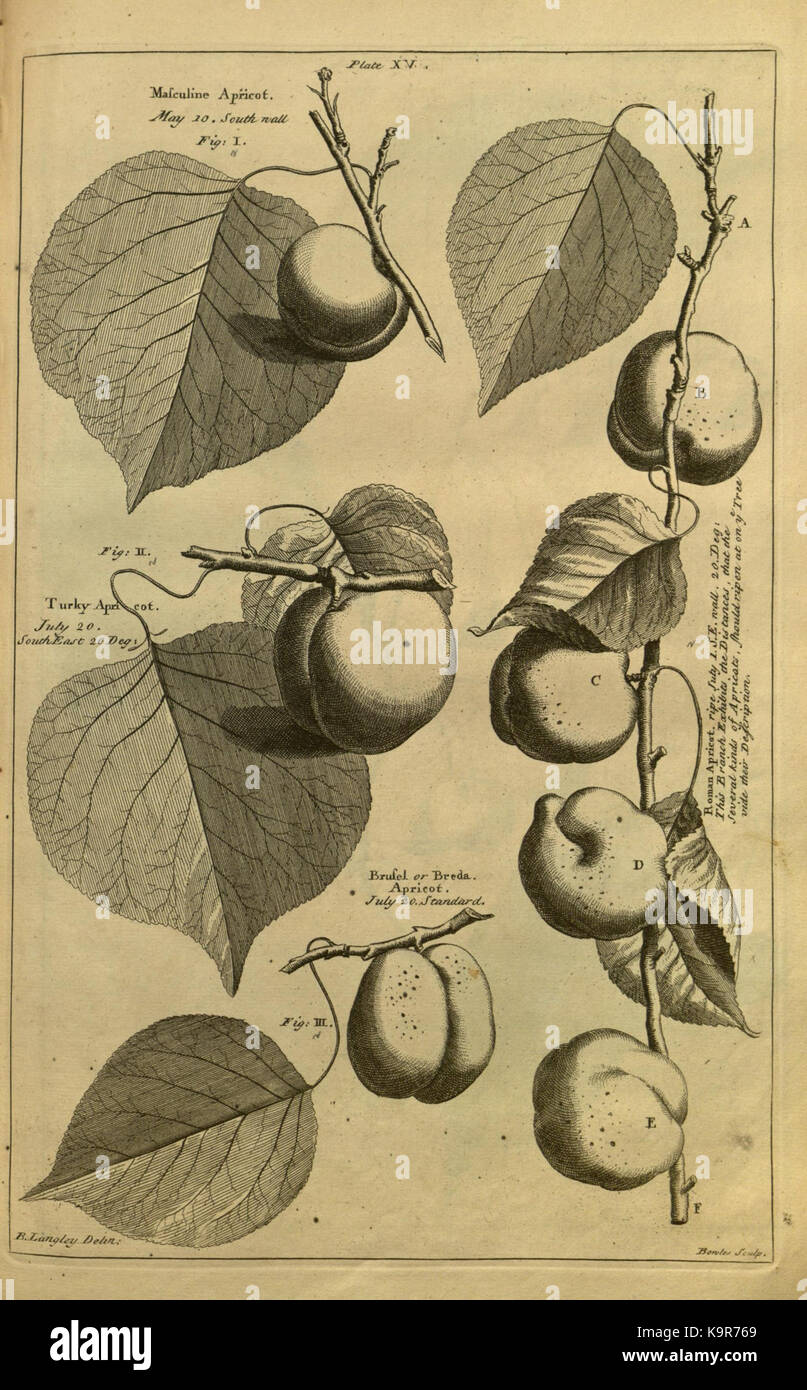 Pomona, or, The fruit garden illustrated (Plate XV) (7930036778 Stock ...