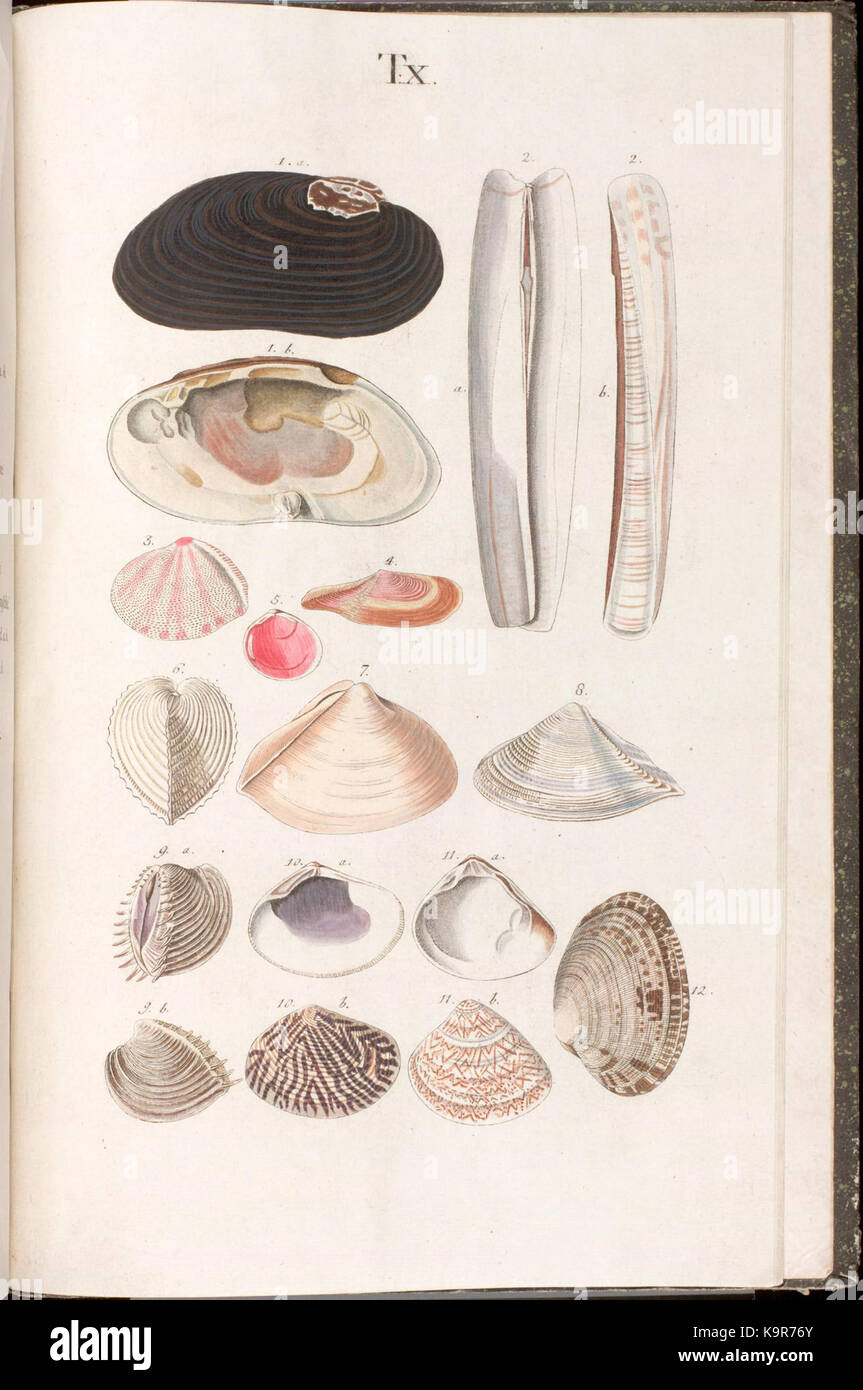 Prodromus in systema historicum testaceorum (T X) (7929959614 Stock ...