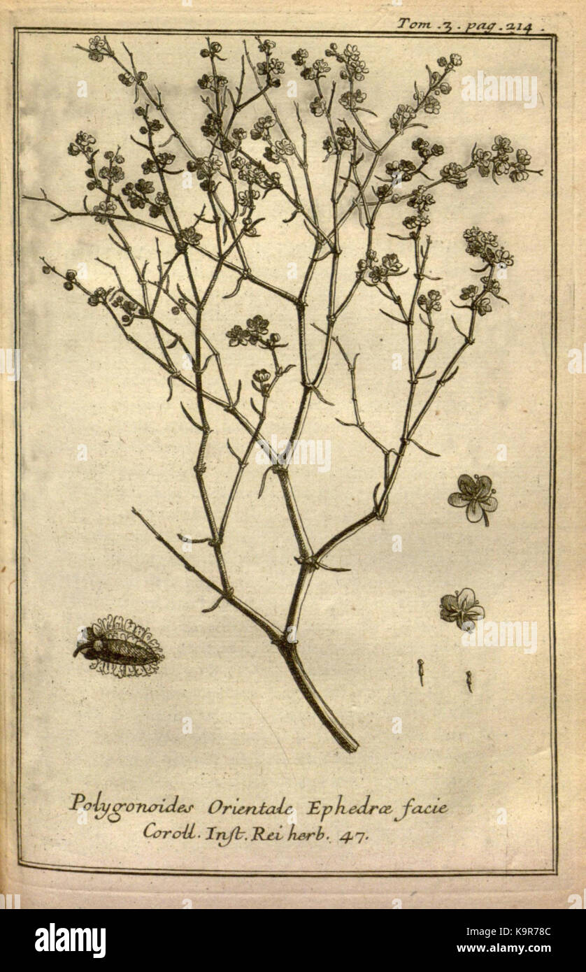 Relation d'un voyage du Levant (Plate 31) (7893908000 Stock Photo - Alamy