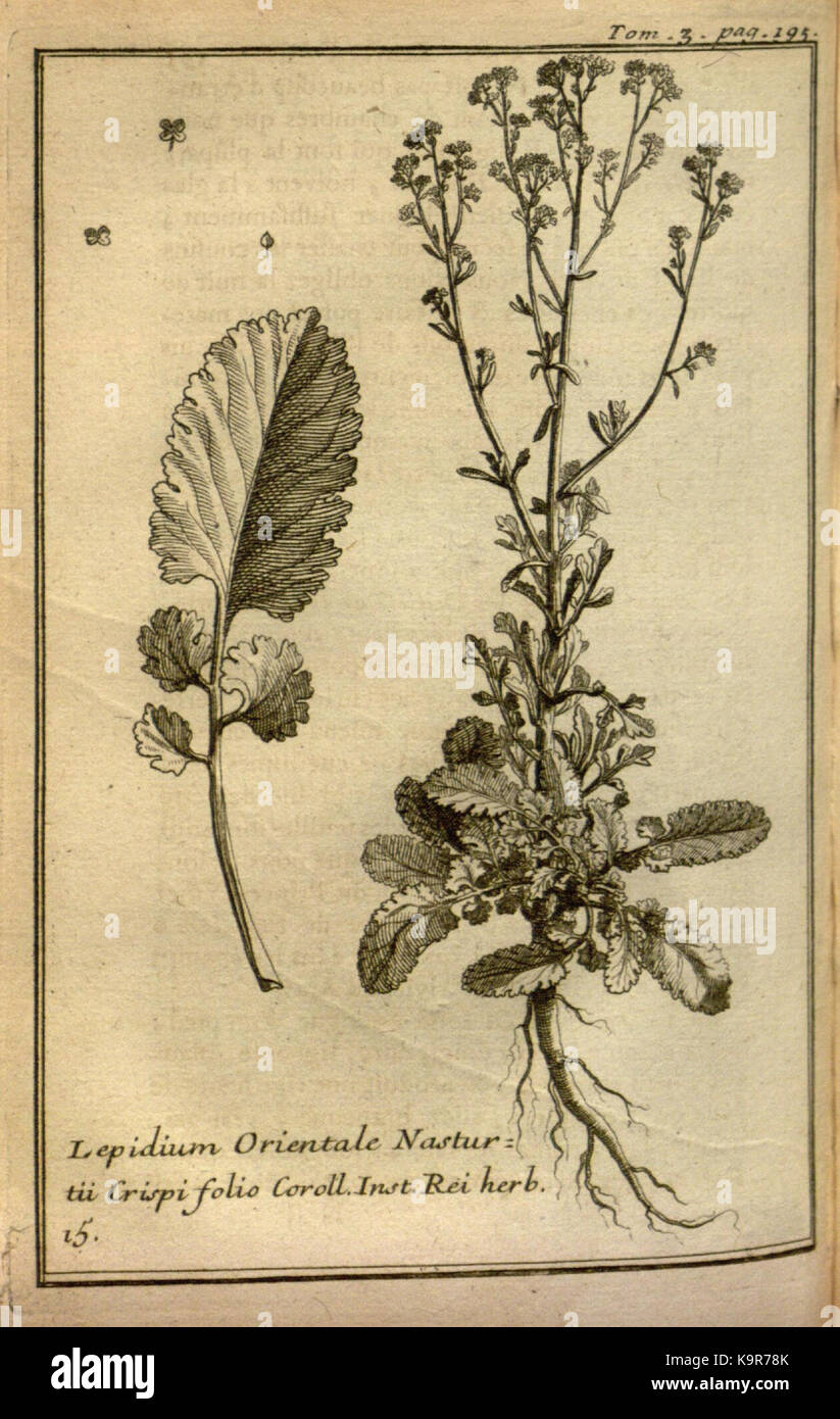 Relation d'un voyage du Levant (Plate 28) (7893904852 Stock Photo - Alamy