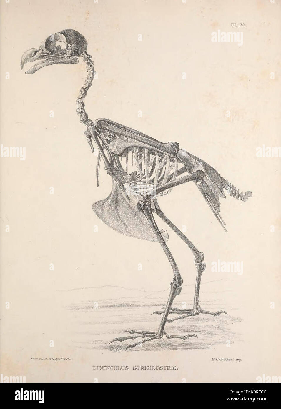 Osteologia avium, or, A sketch of the osteology of birds (PL. 22 ...