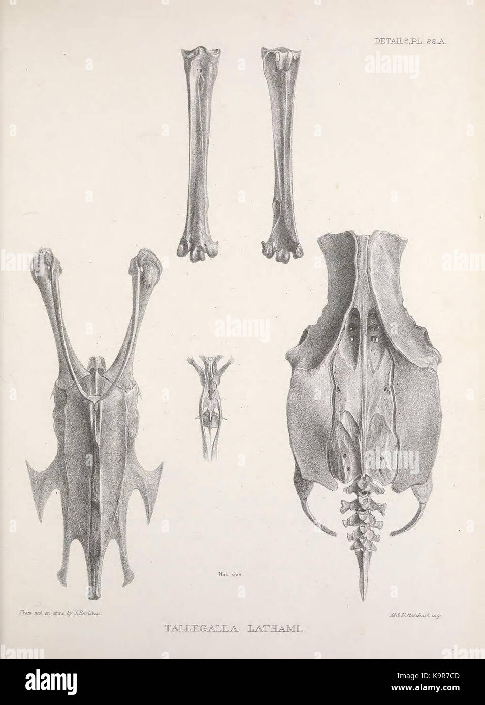 Osteologia avium, or, A sketch of the osteology of birds (DETAILS PL ...