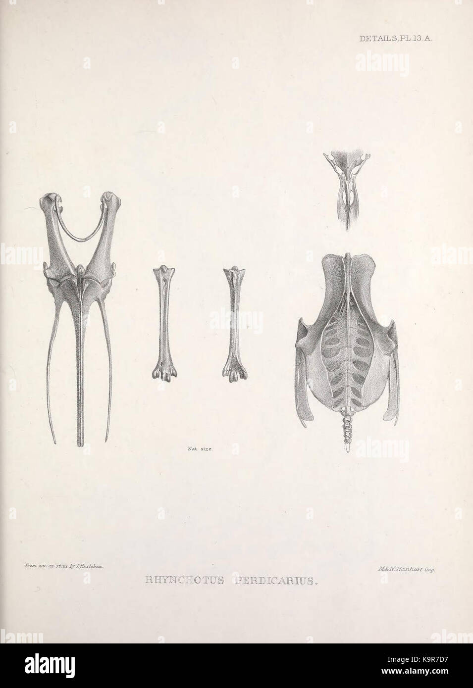 Osteologia avium, or, A sketch of the osteology of birds (DETAILS PL ...