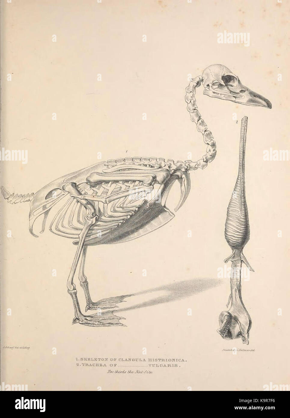Osteologia avium, or, A sketch of the osteology of birds (8536124567 ...