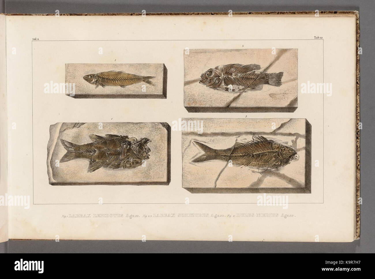 Understanding ancient marine life hi-res stock photography and images ...