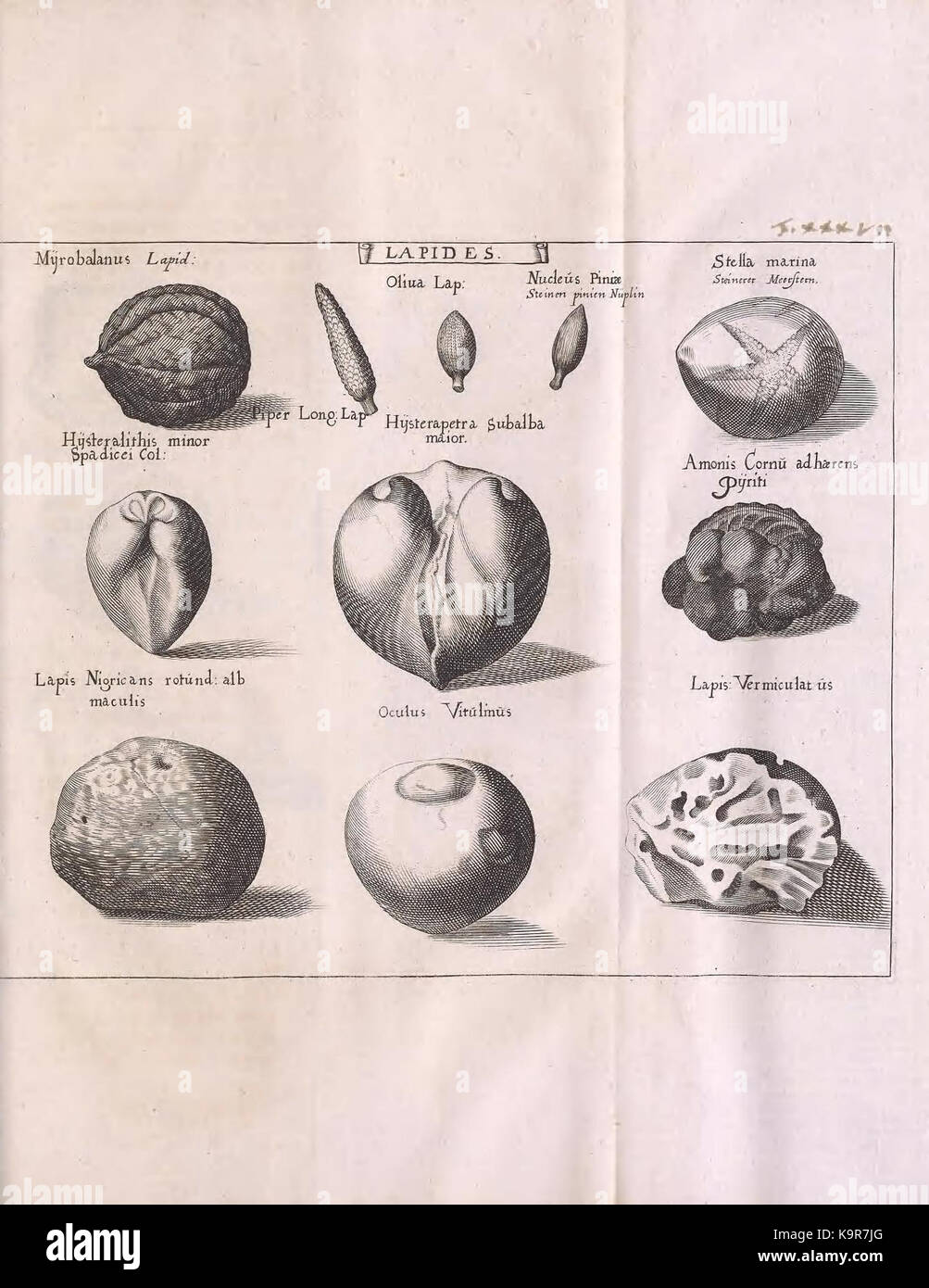 Et michael rupertus besleri hi-res stock photography and images - Alamy