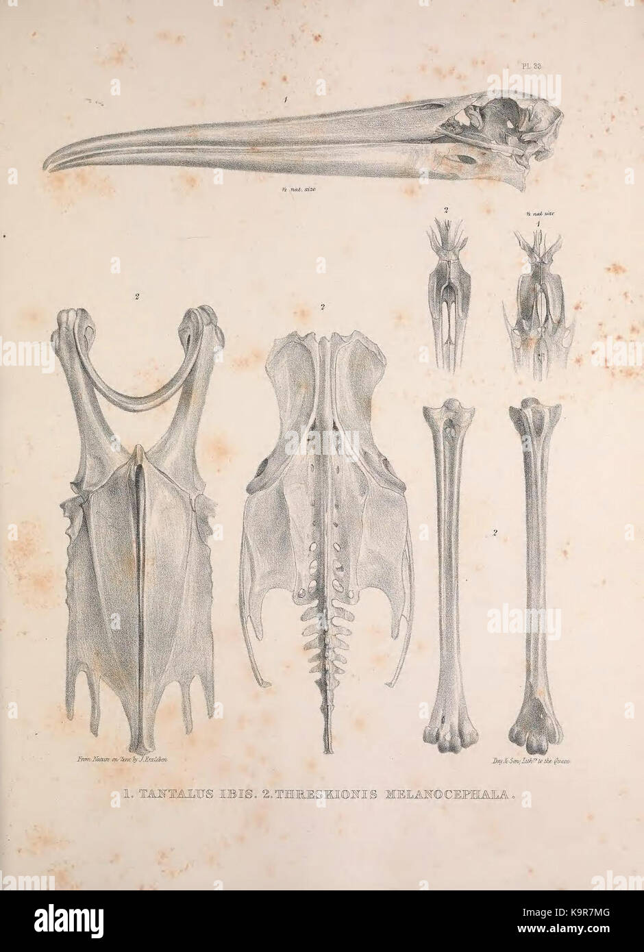 Illustration from structure birds hi-res stock photography and images ...