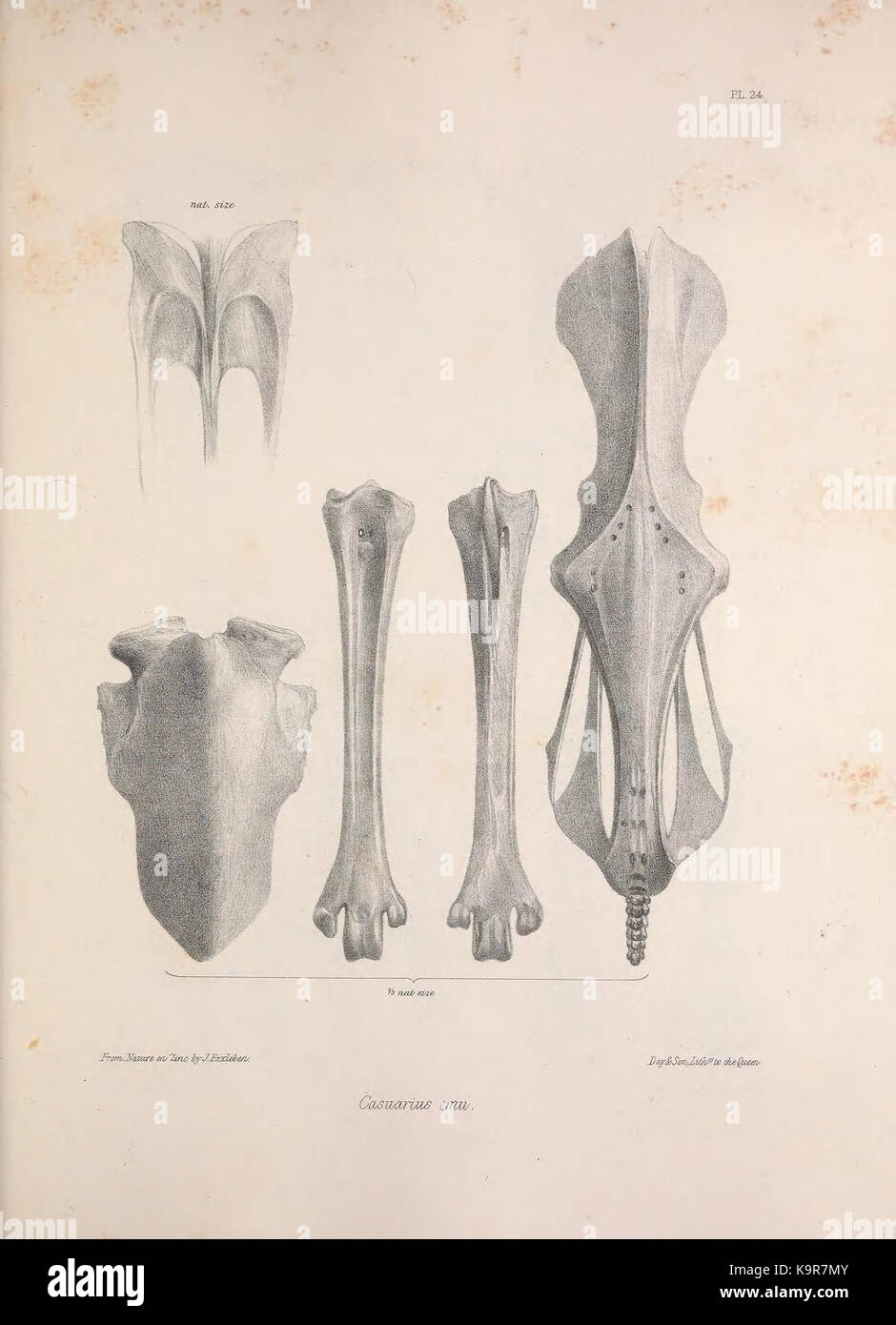An illustration from the work 'Osteologia avium,' depicting the ...