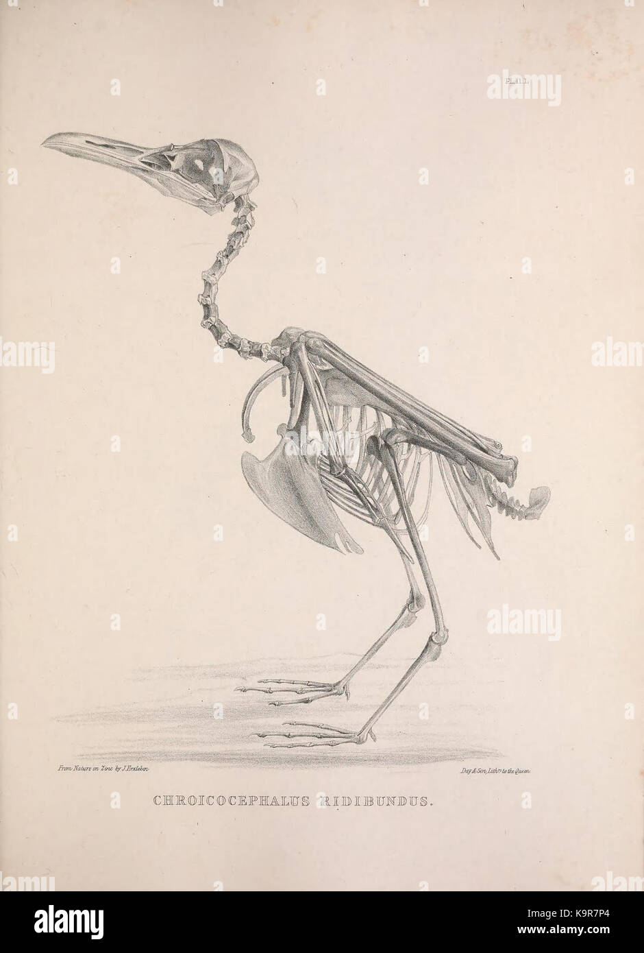 This drawing from *Osteologia Avium* illustrates the skeletal structure ...