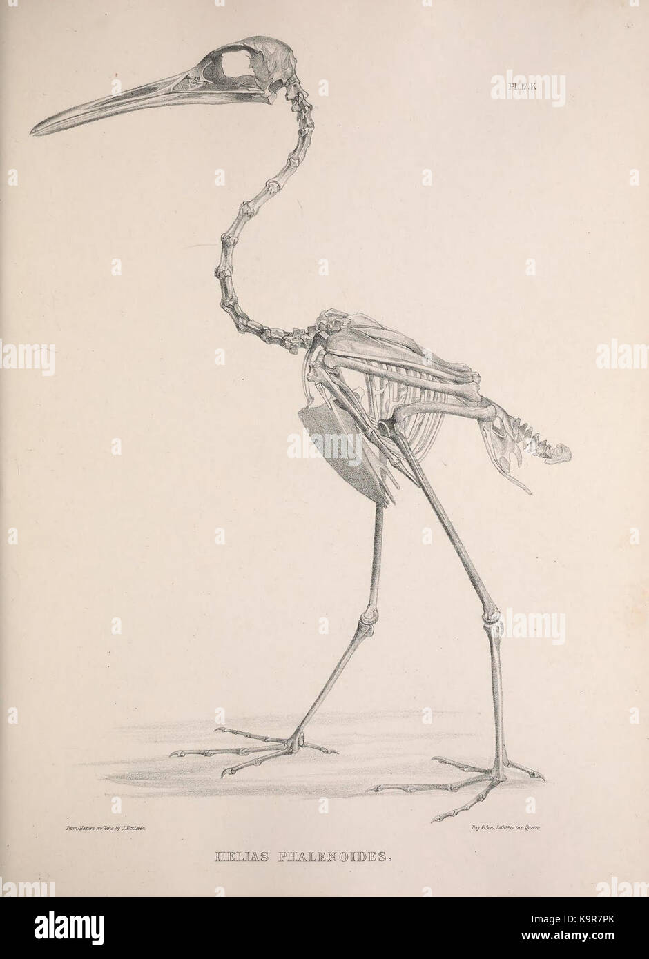 A detailed illustration from 'Osteologia avium,' a study of bird ...