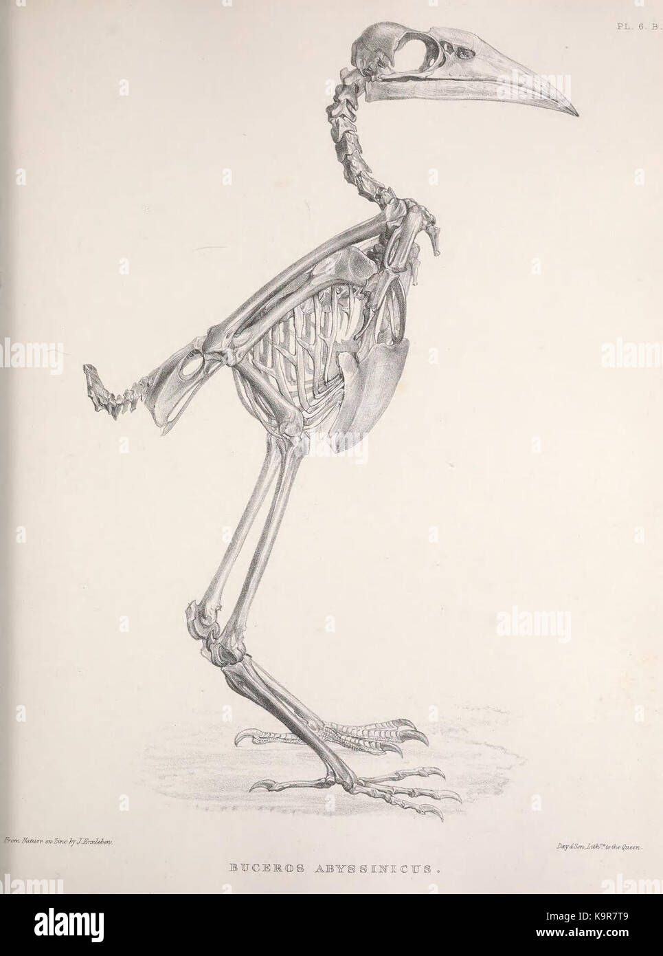 Osteologia avium, or, A sketch of the osteology of birds (PL. 6.B ...