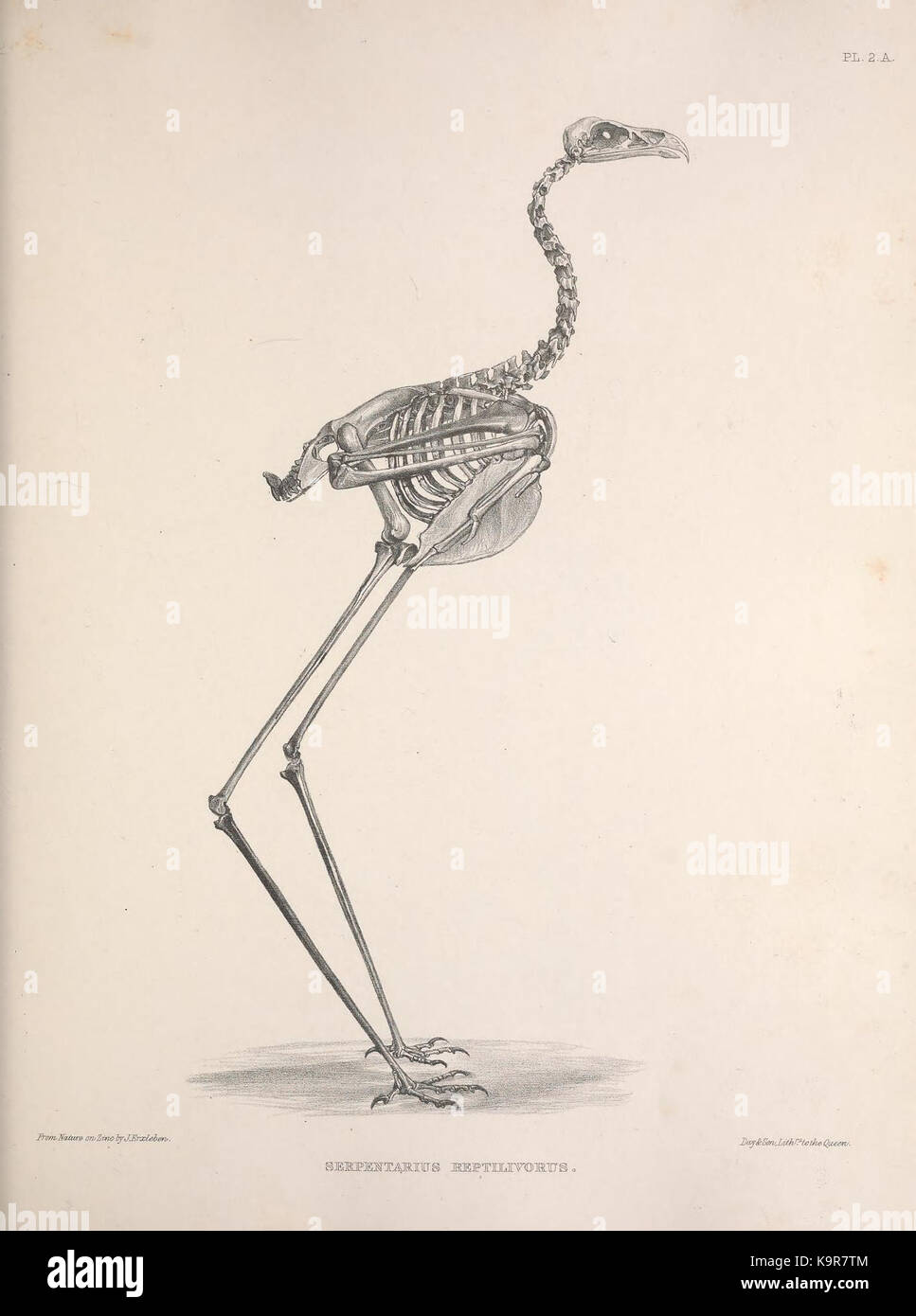 An illustration from the book 'Osteologia Avium', focusing on the ...