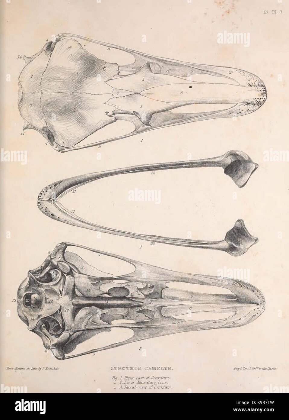 This detailed line drawing from 'Osteologia Avium' showcases the ...