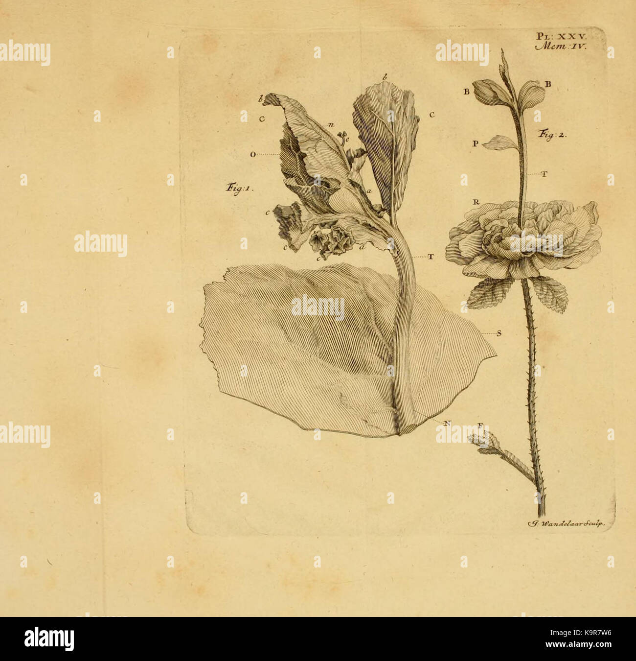 This study, titled 'Research on the Use of Leaves in Plants', examines ...