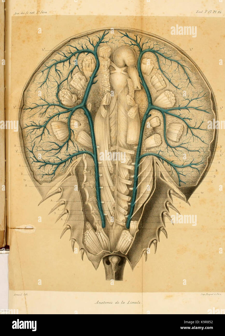 This scientific illustration from Volume 17, Plate 14, presents ...