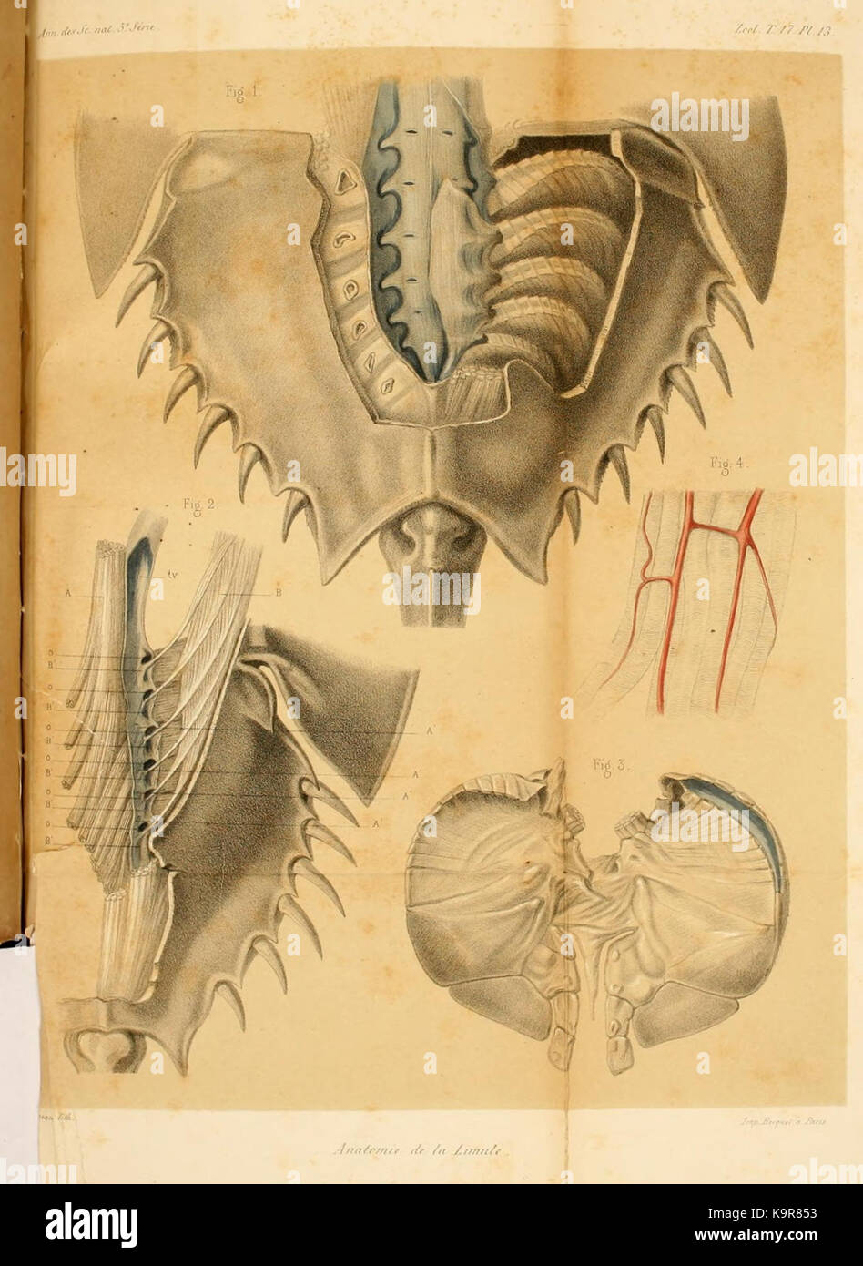 Recherches sur l'anatomie des Limules (T.17, Pl. 13) (7362372080 Stock ...