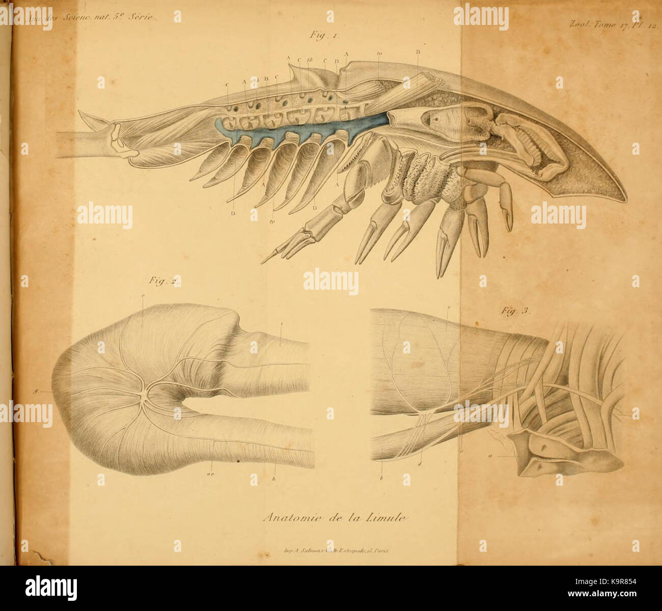 Recherches sur l'anatomie des Limules (T.17, Pl. 12) (7362370526 Stock ...