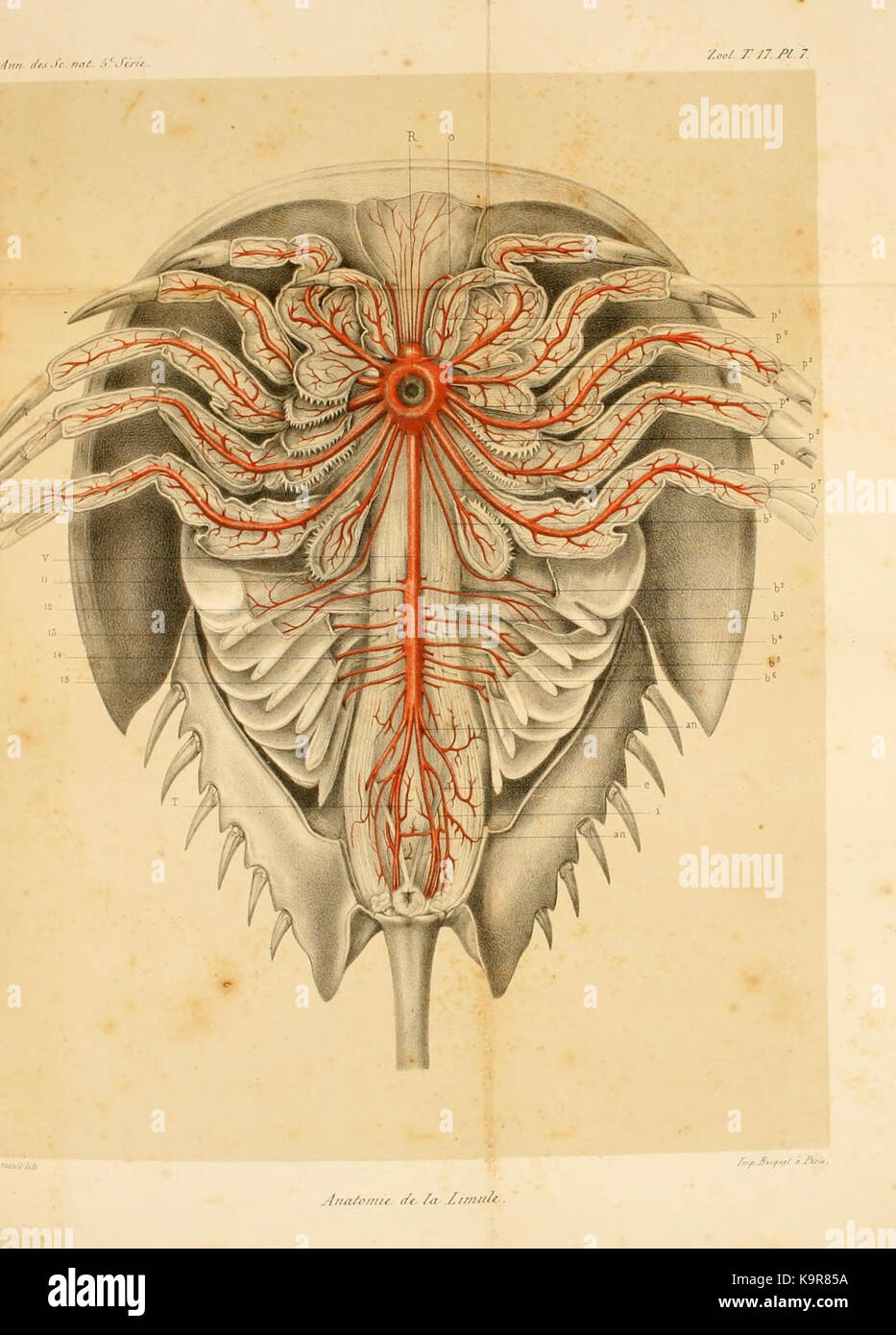 Plate 7 from the scientific work 'Recherches sur l'anatomie des Limules ...
