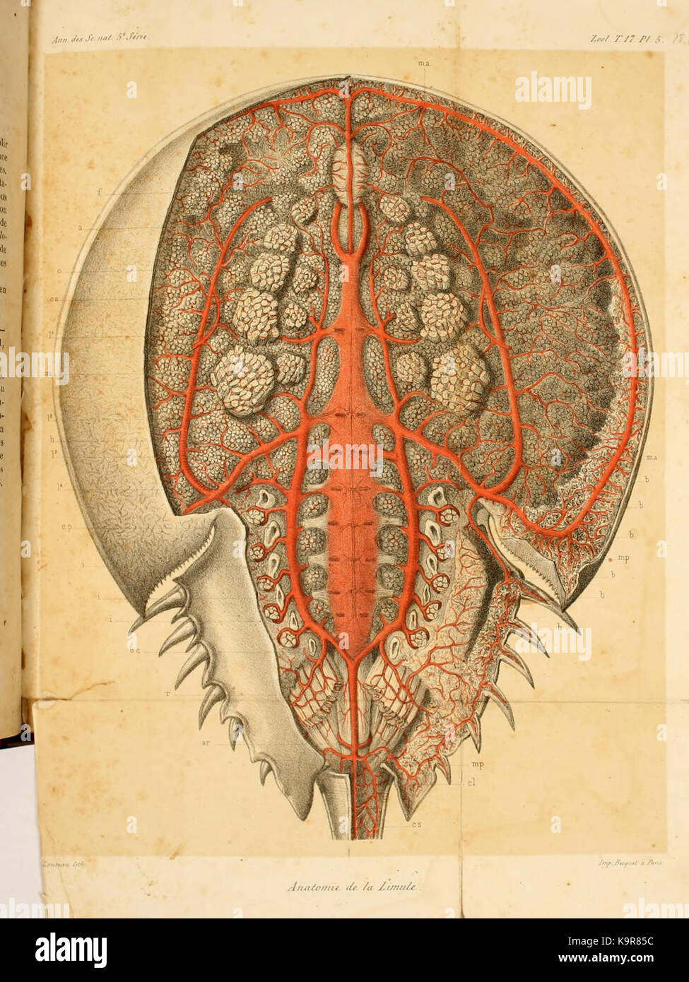 Recherches sur l'anatomie des Limules (T.17, Pl. 5) (7177141309 Stock ...