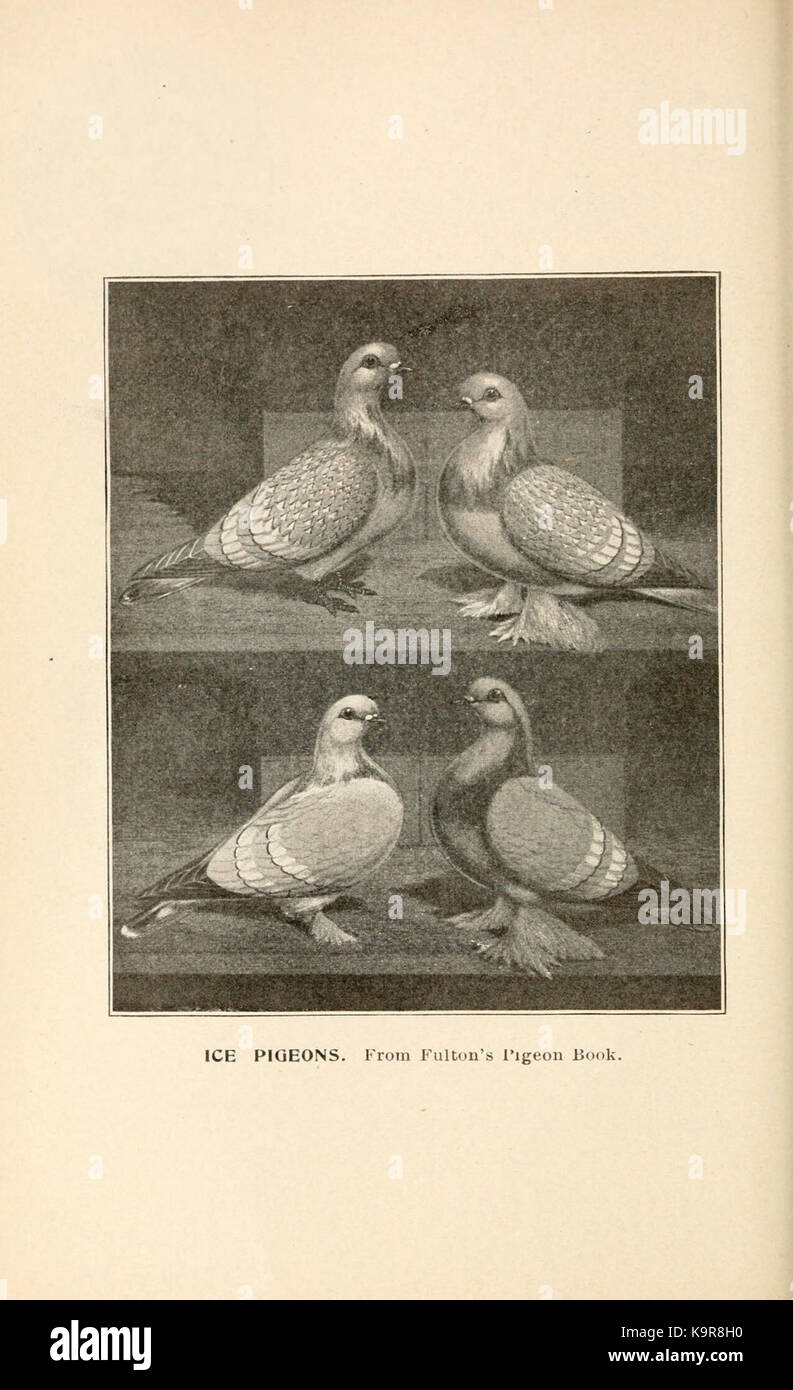 This book page features an illustration and information about pigeons ...